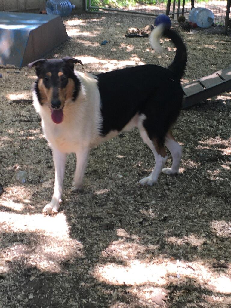 Timber Mountain Collies in Colorado | Collie puppies | Good Dog