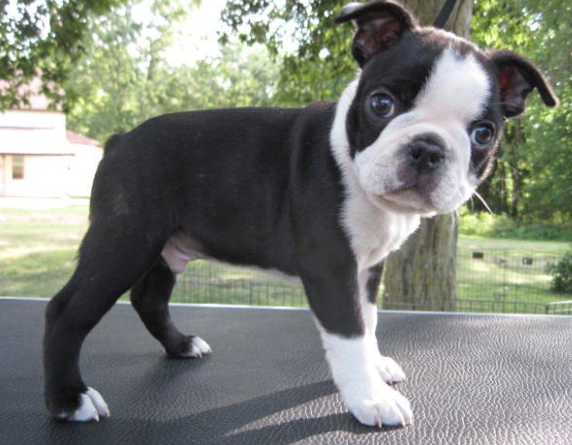 BosArt Bostons in Iowa | Boston Terrier puppies | Good Dog