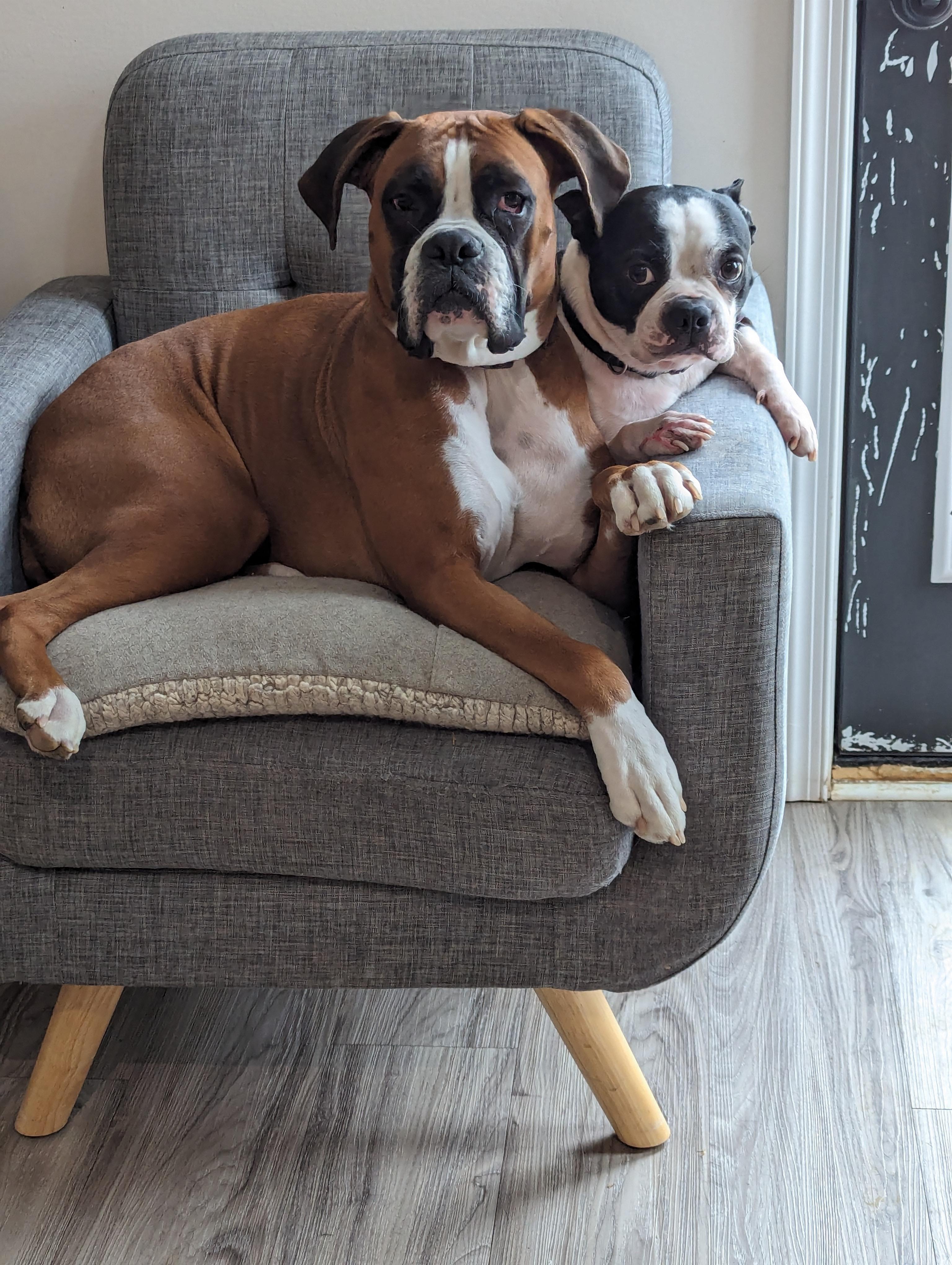 Brinkhaven Boxers in Ohio | Boxer puppies | Good Dog