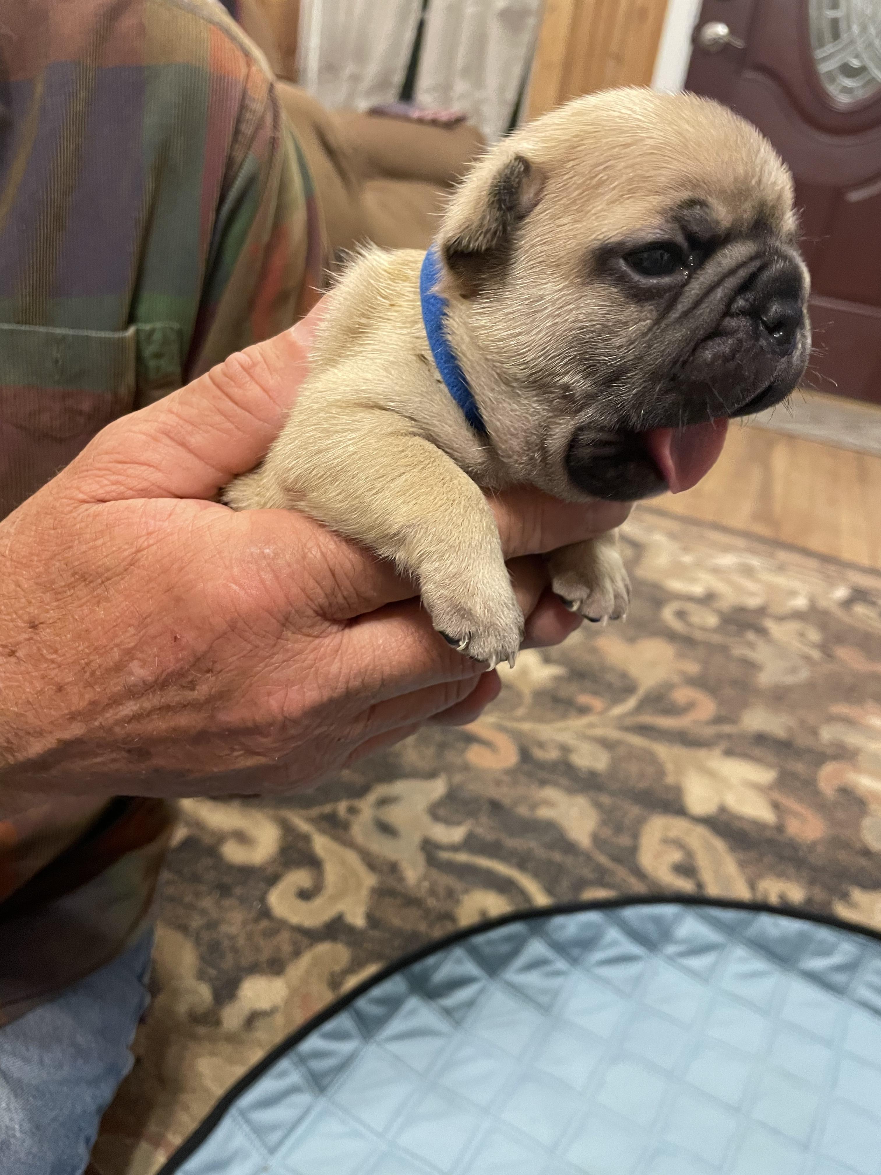 Home Grown Frenchies in Texas | French Bulldog puppies | Good Dog