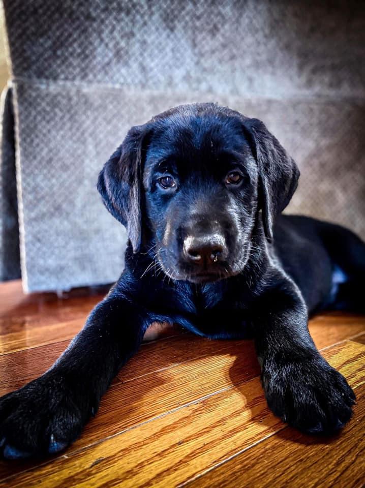 Bent Creek Kennels in Tennessee | Labrador Retriever and Dilute ...