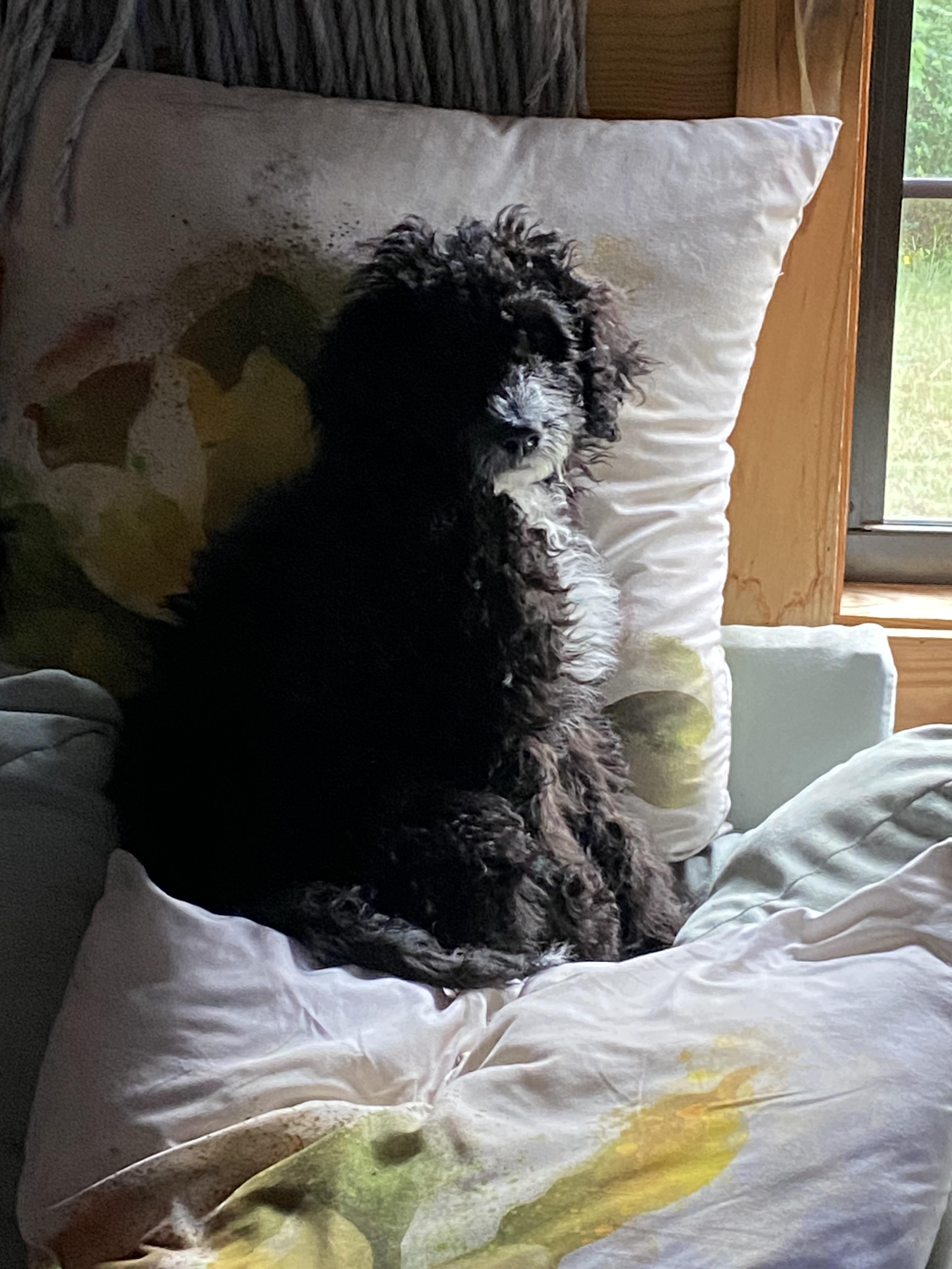 Darling Doodles in Mississippi | Goldendoodle puppies | Good Dog