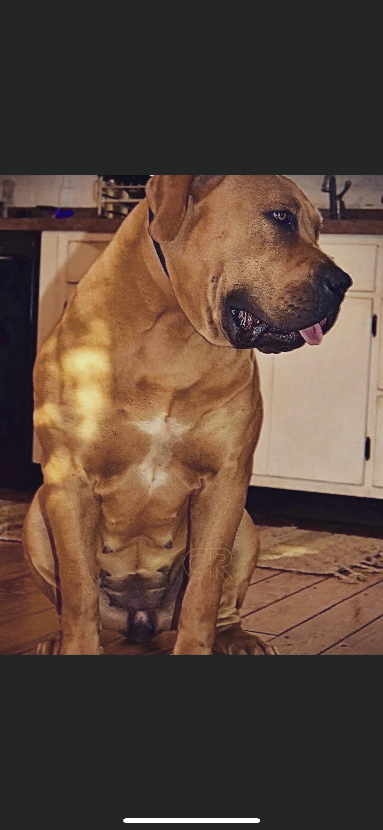 Cold River Boerboels in Pennsylvania | Boerboel puppies | Good Dog