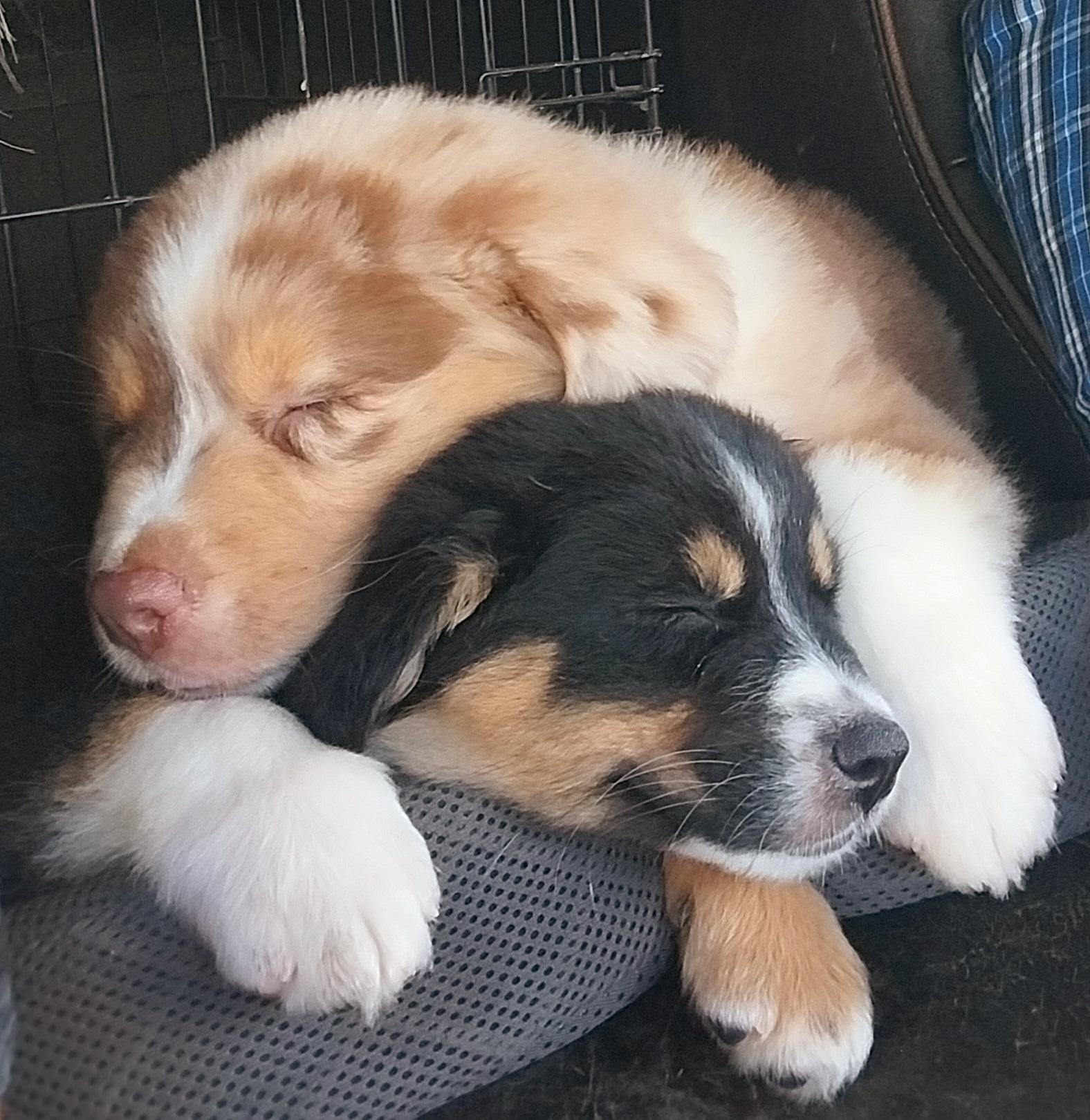 AussiesRus in Mississippi | Miniature Australian Shepherd puppies ...
