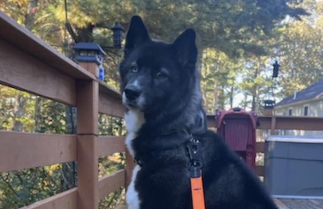 New England Huskies in Massachusetts | Siberian Husky puppies | Good Dog