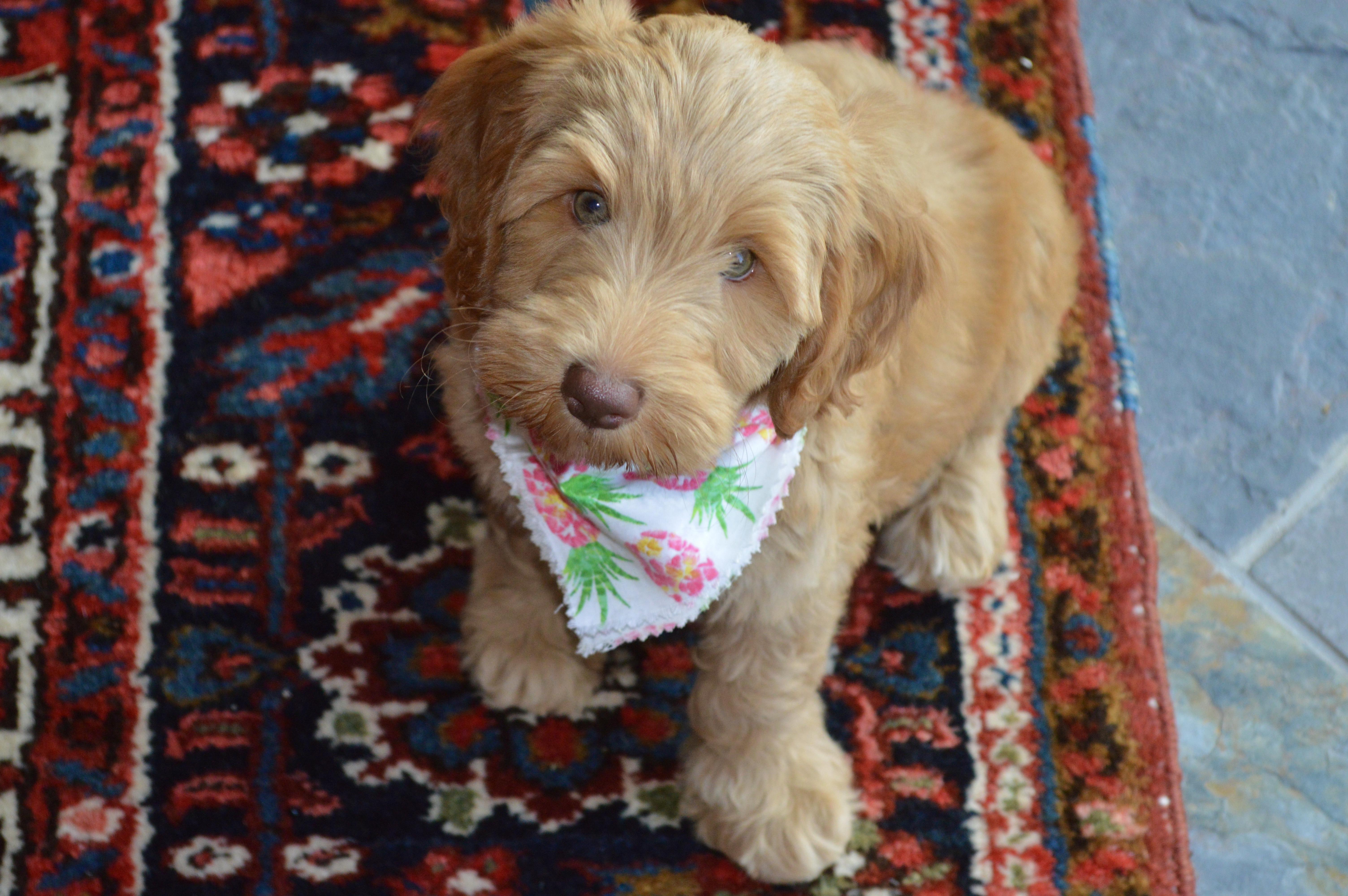 Chestnut Hill Australian Labradoodles in Indiana | Australian ...