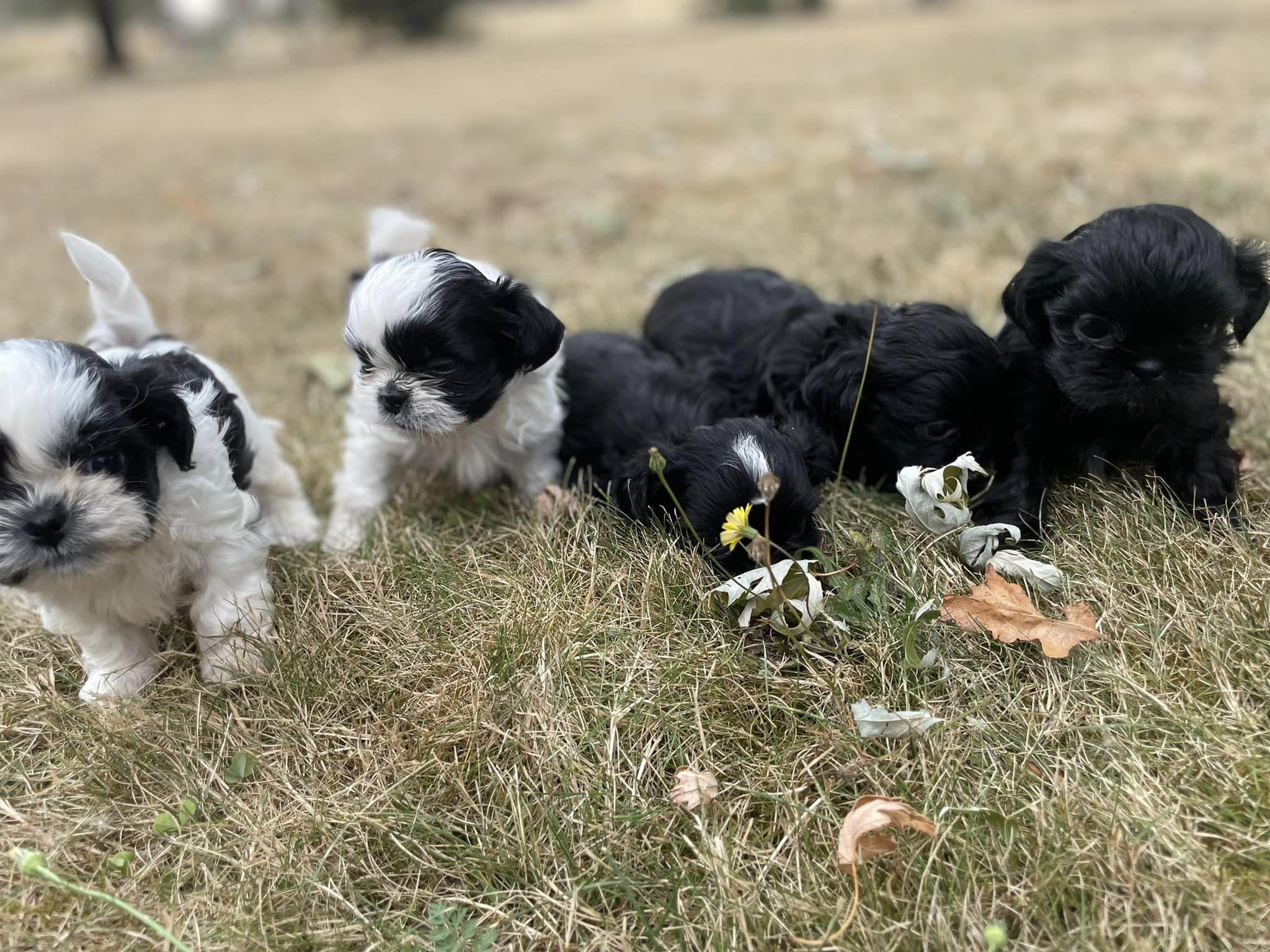 Ellis Shih Tzu Puppies in Oregon | Shih Tzu puppies | Good Dog