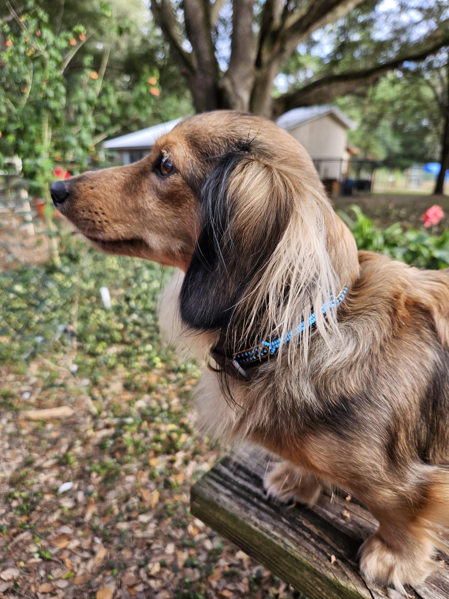 Asperida Spinoni and Dachshunds in Florida | Dachshund and Spinone ...