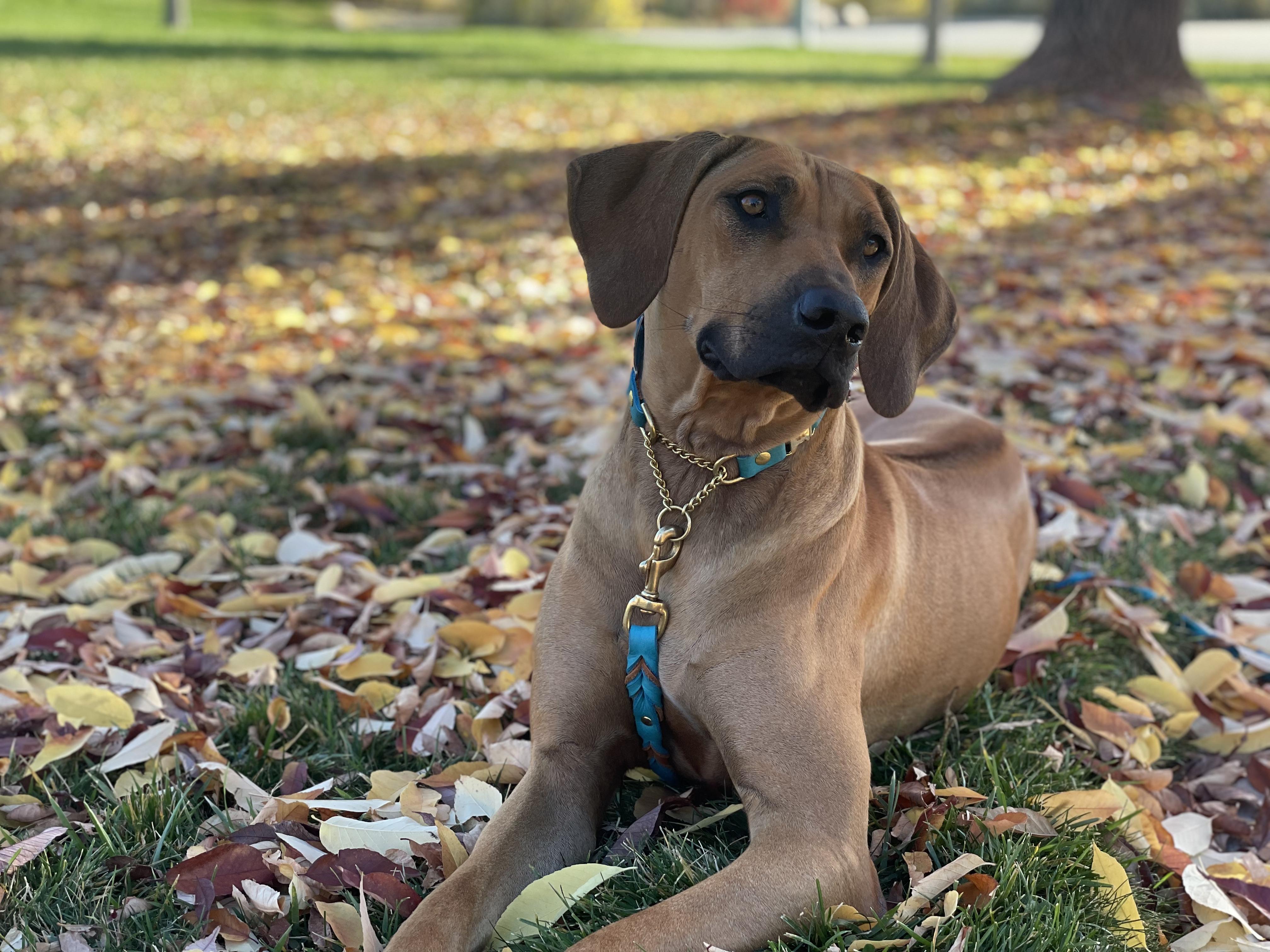 Alta Ridgebacks in New Mexico | Rhodesian Ridgeback puppies | Good Dog