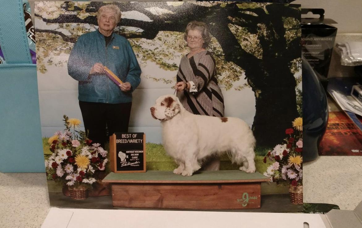 Starshine Kennels in Wisconsin | Clumber Spaniel and Golden Retriever ...