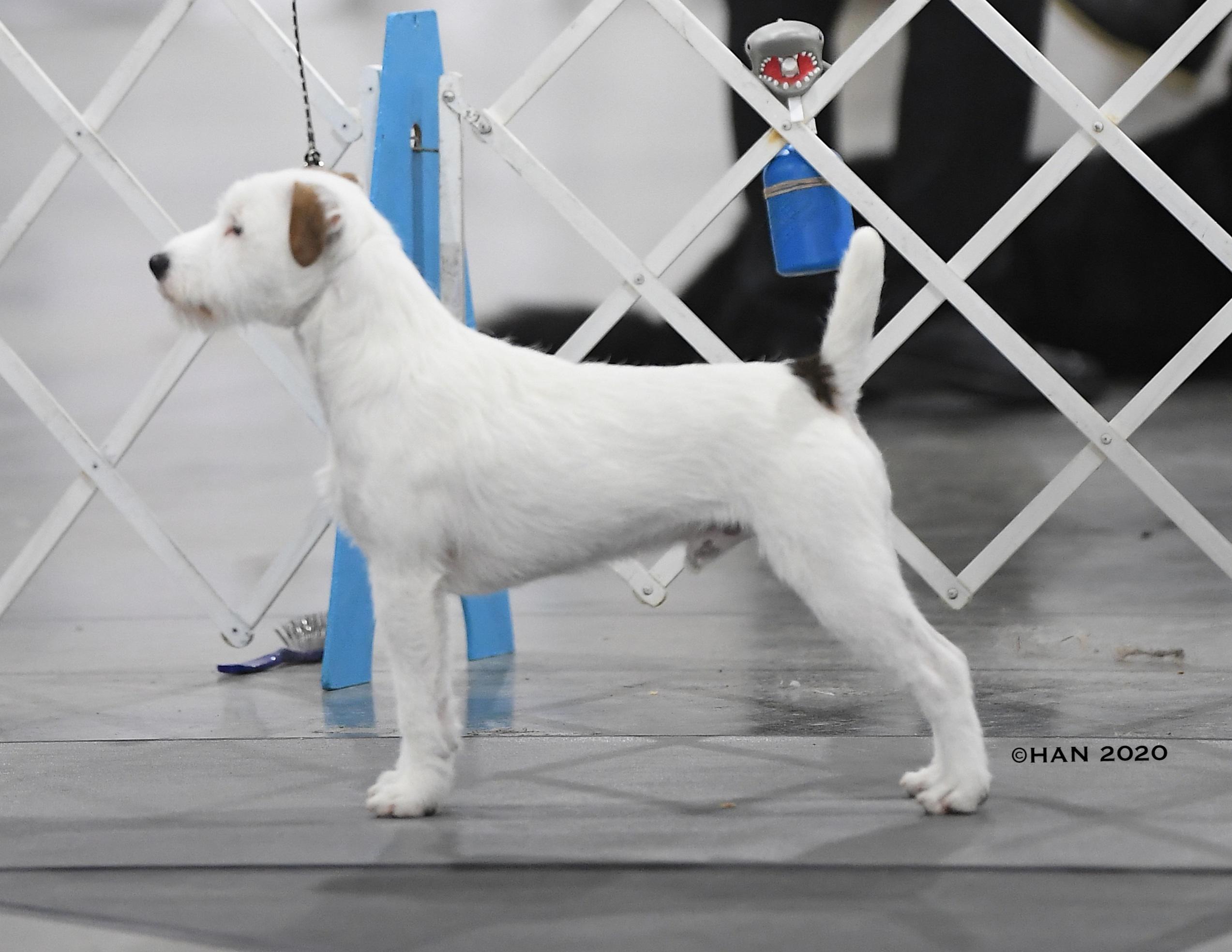 Parhelion Parsons in Georgia | Parson Russell Terrier puppies | Good Dog