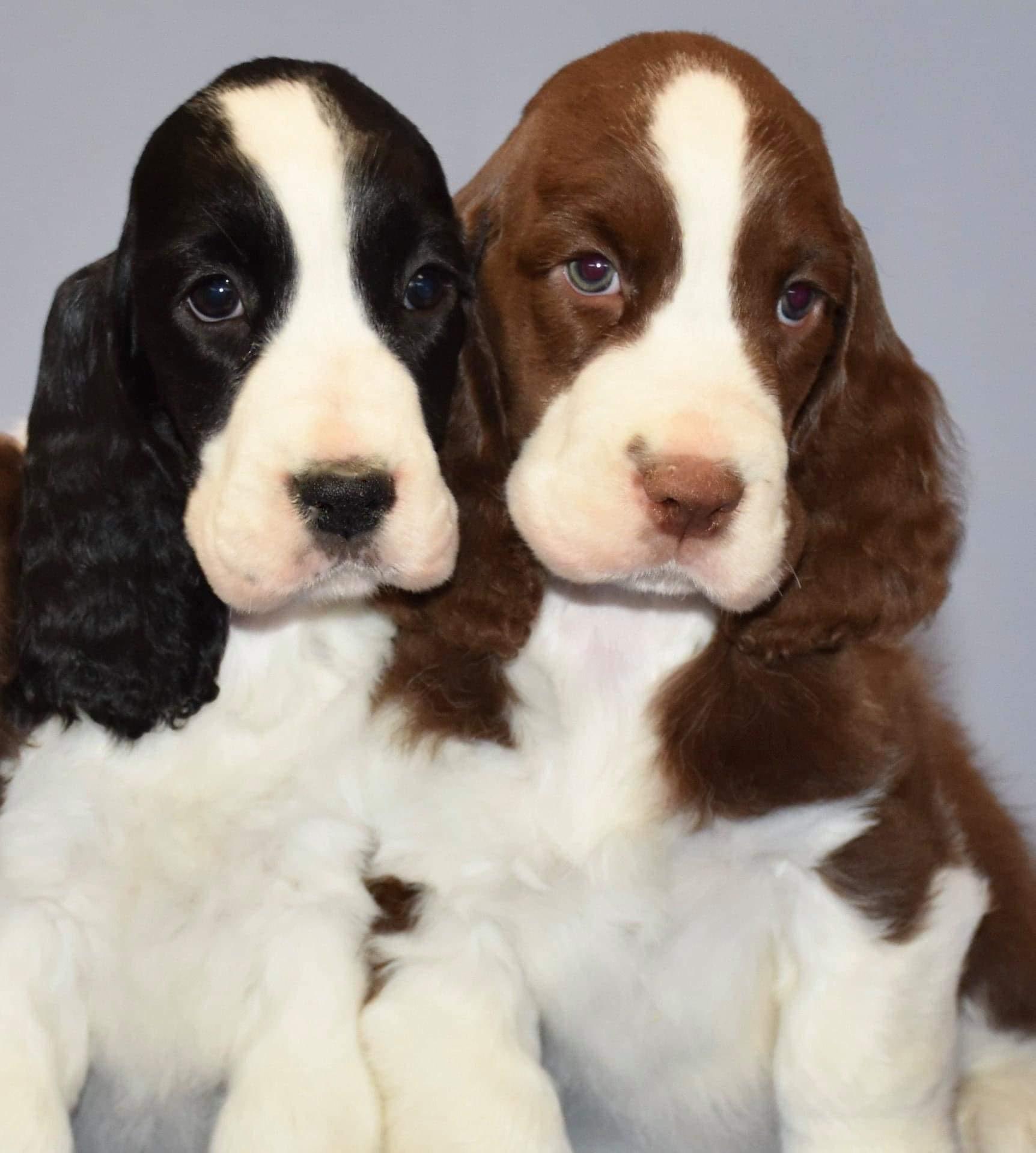 Brae Kennels in Washington | English Springer Spaniel and Labrador ...