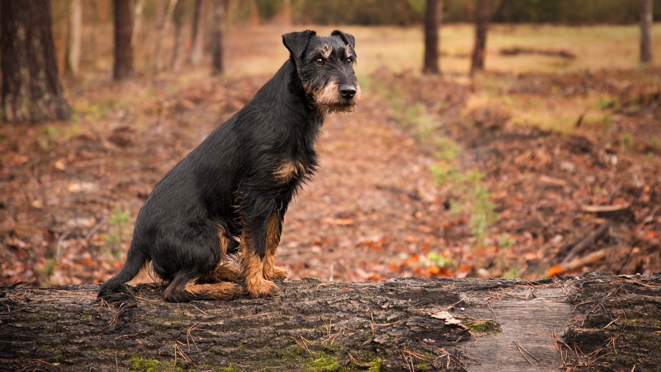 #1 Guide to Health Testing — Jagdterrier | Good Dog