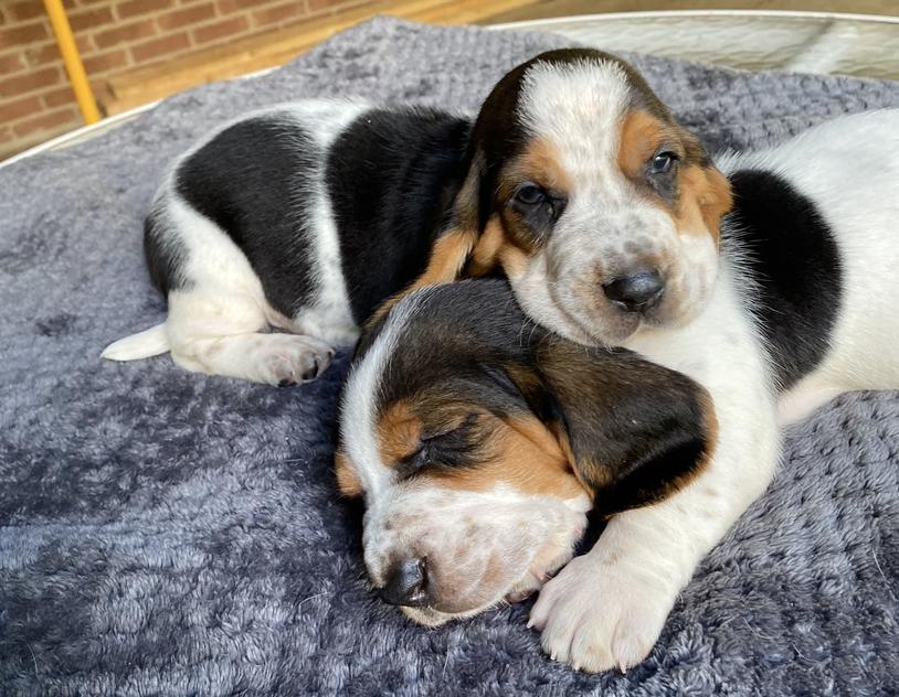 LaythStone in North Carolina | Basset Hound, Biewer Terrier or ...