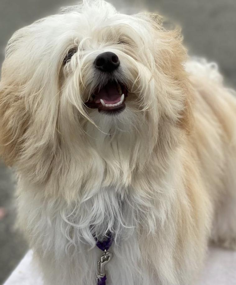 Enchanted Tails Havanese in Alabama | Havanese puppies | Good Dog