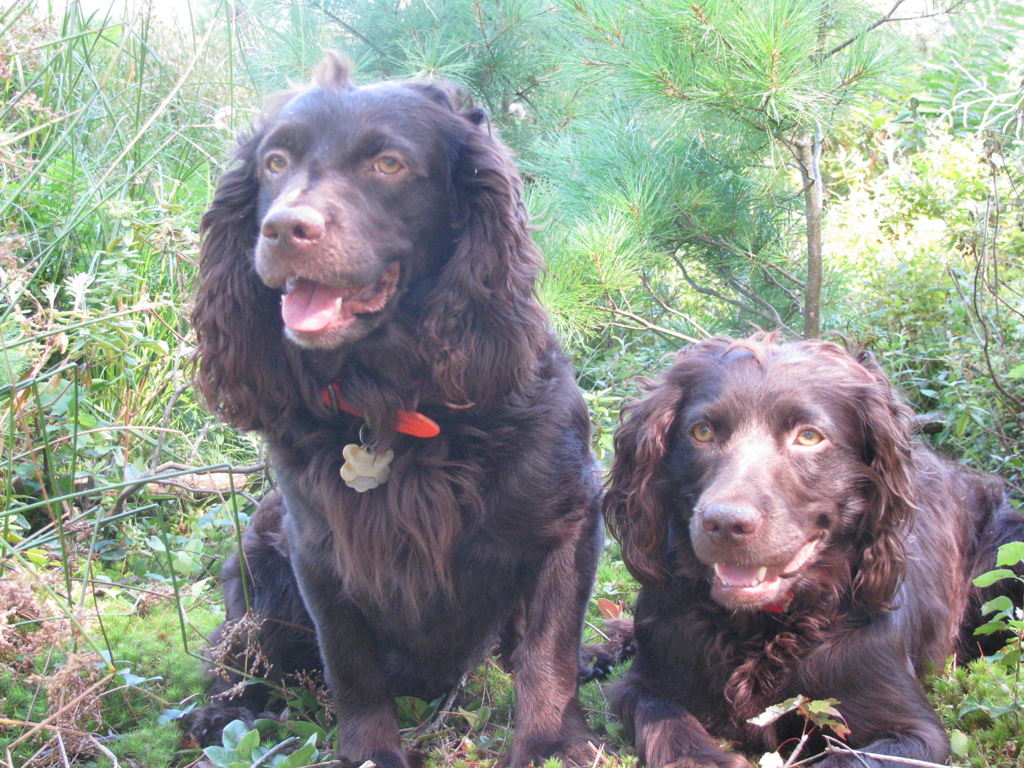 Northern Boykins in Wisconsin | Boykin Spaniel puppies | Good Dog