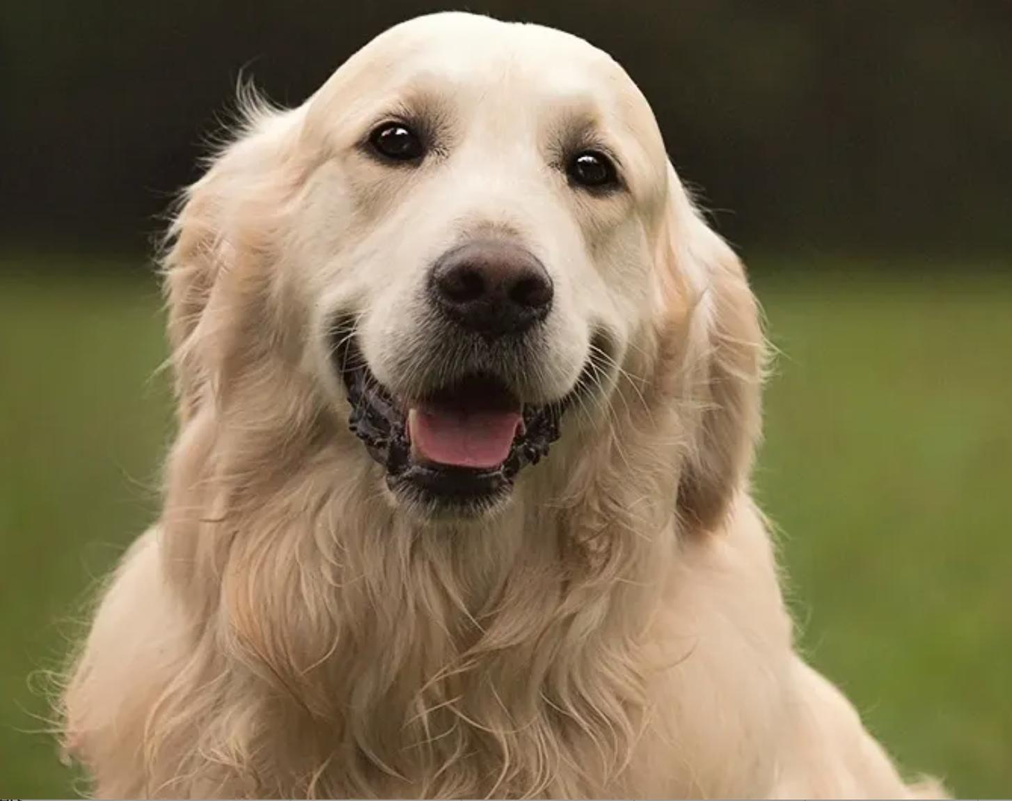 Spun Gold Golden Retrievers in Georgia | Golden Retriever puppies ...