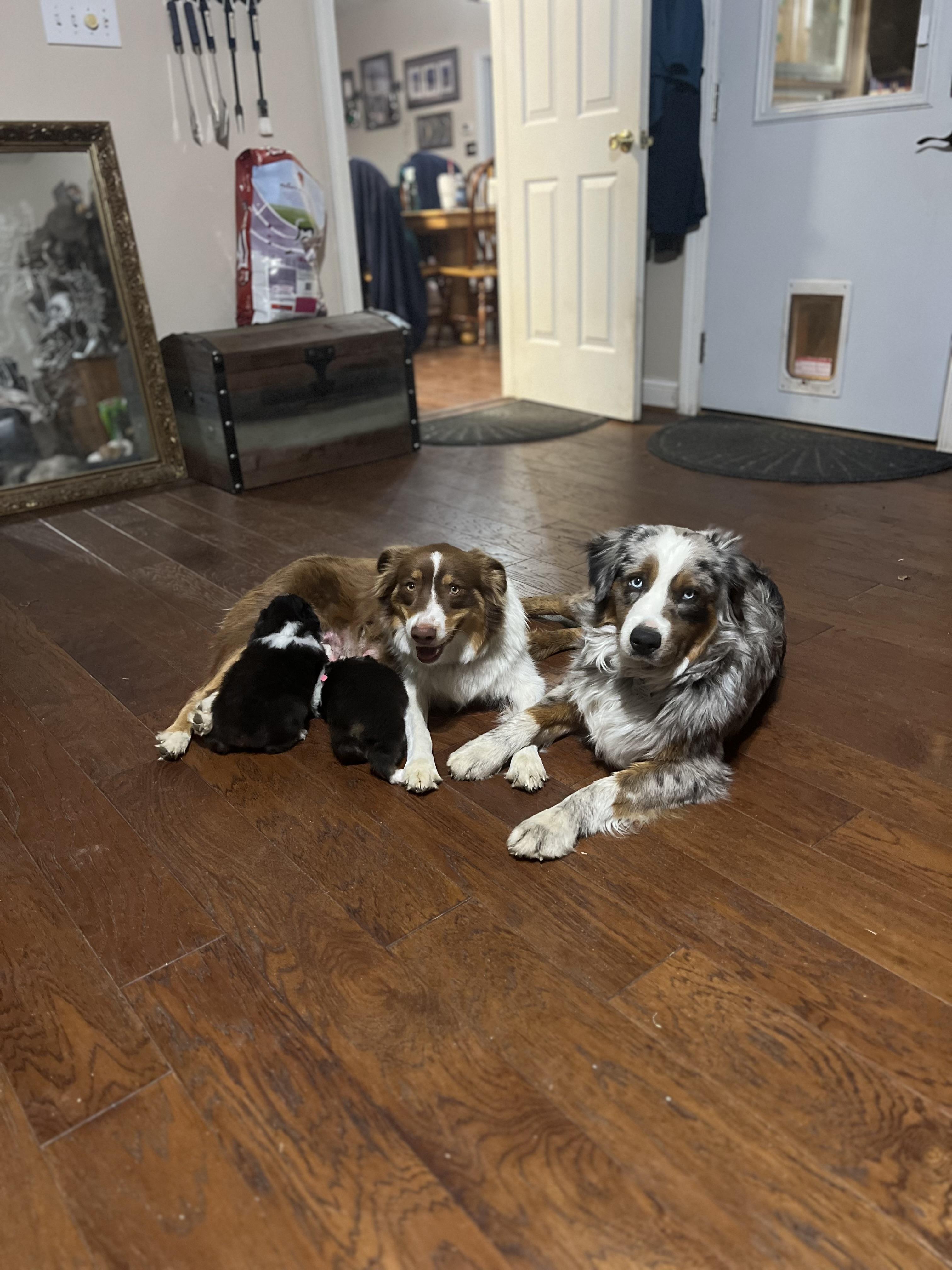 Julia Rose Ranch in North Carolina | Australian Shepherd puppies | Good Dog