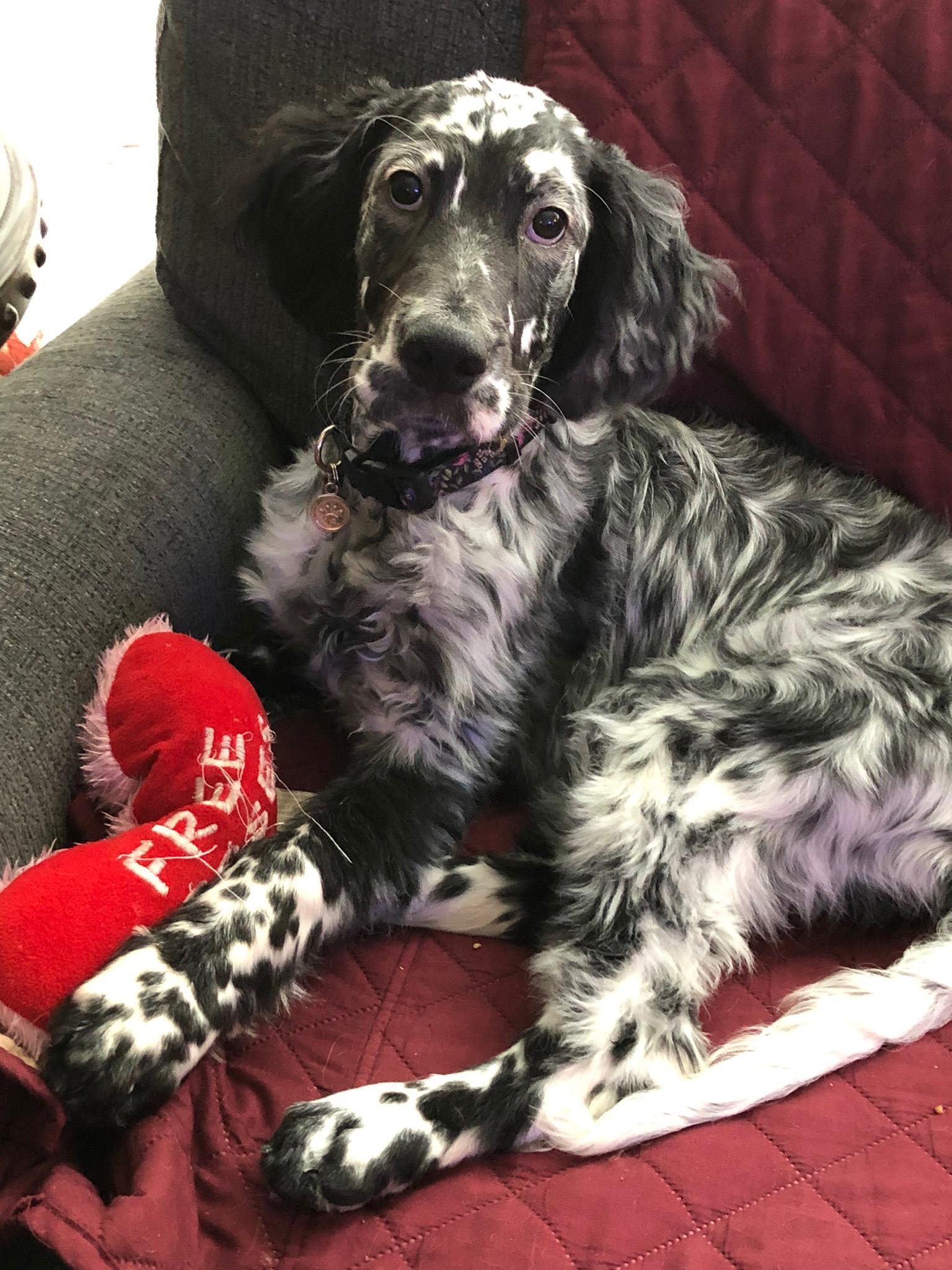Tenacity Setters in Minnesota | English Setter and Irish Setter puppies | Good Dog