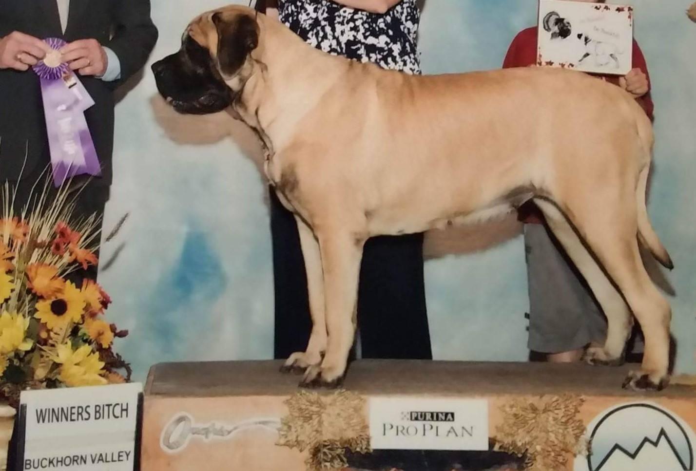 Bratay Mastiffs in Colorado | Mastiff puppies | Good Dog