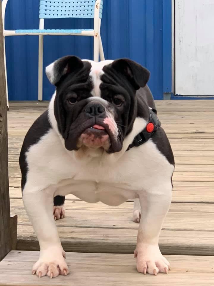 Xenos Bulldogs in Louisiana | Bulldog puppies | Good Dog