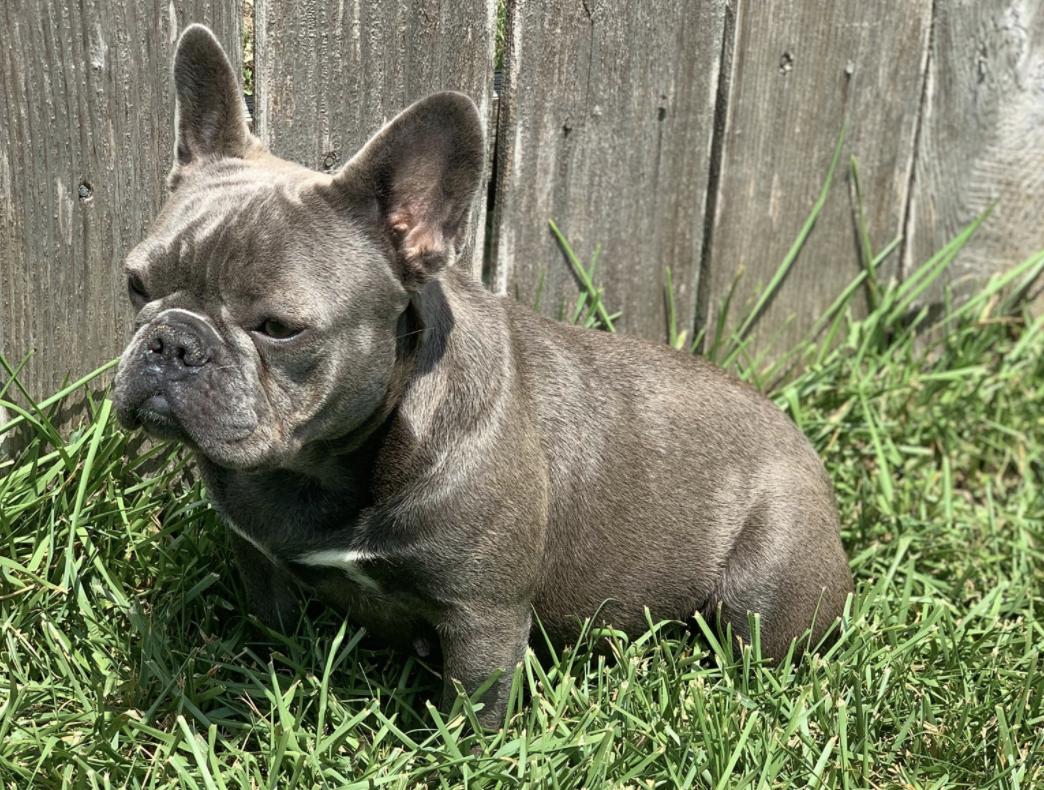 Fat Girl Frenchies in Texas | French Bulldog puppies | Good Dog