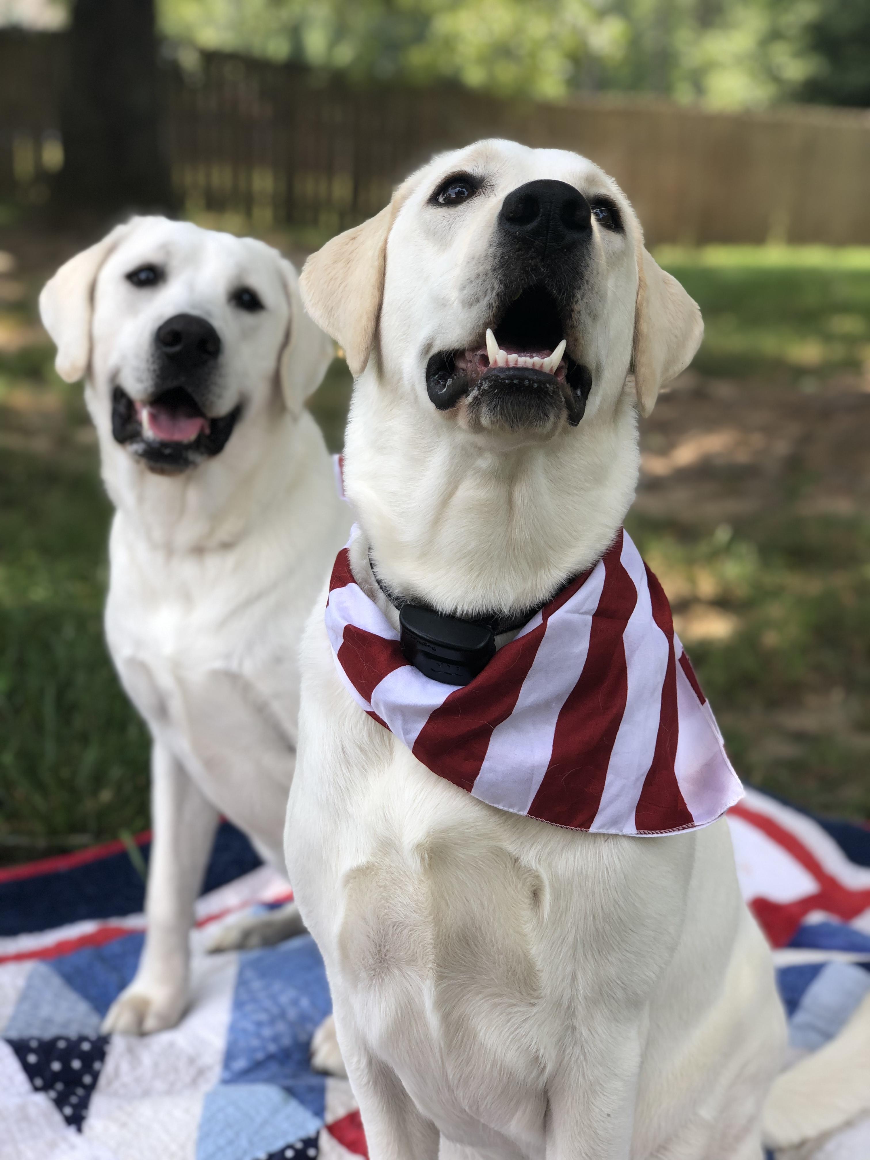 Cedar Creek Labradors in Florida | Labrador Retriever puppies | Good Dog