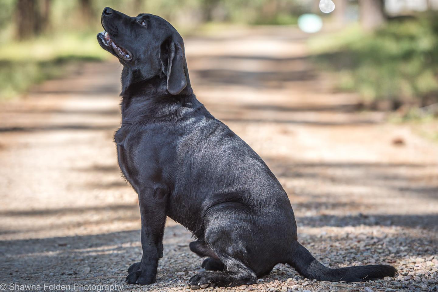 Bear Bones Labradors in Montana | Labrador Retriever puppies | Good Dog