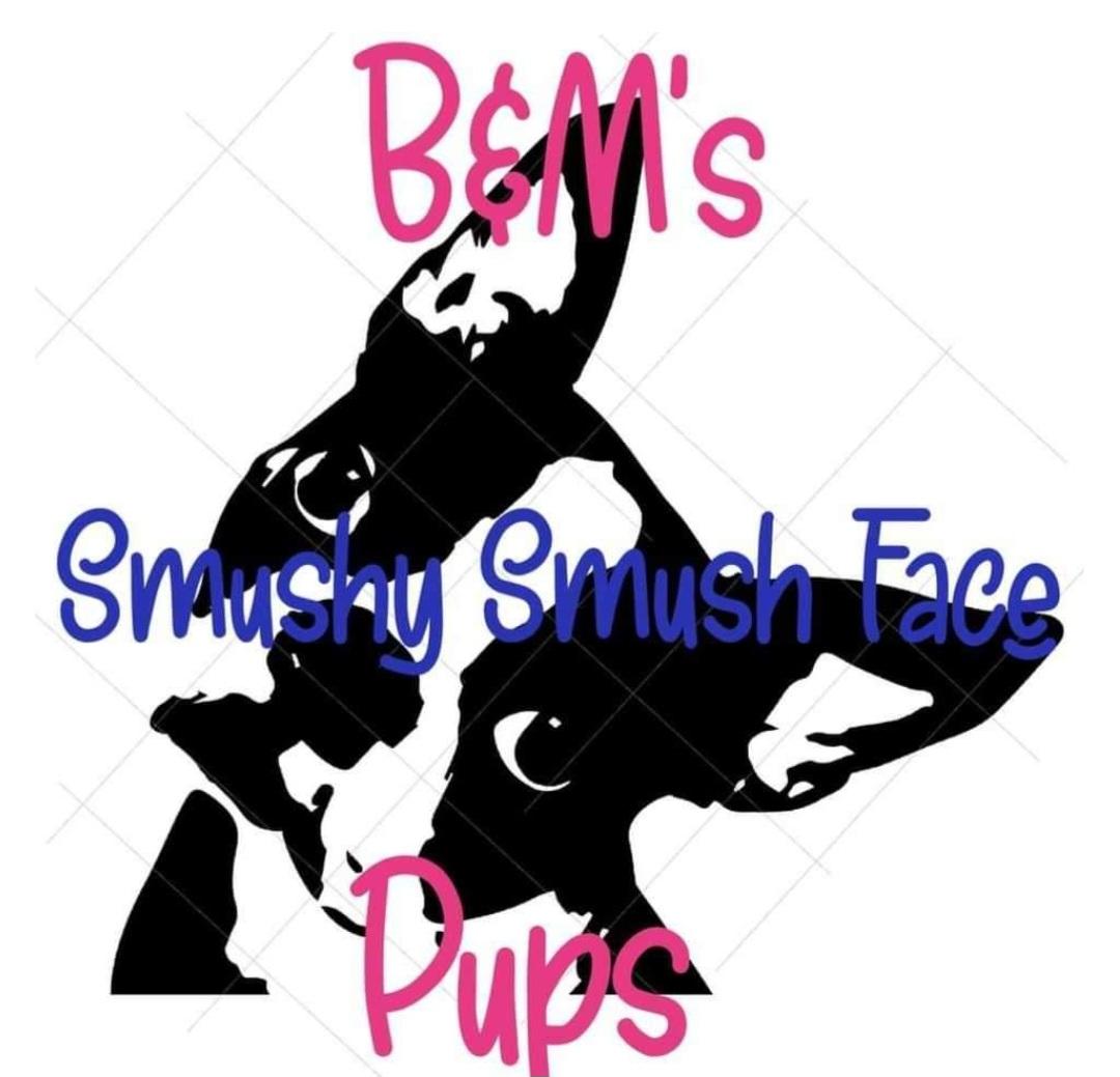 Smushy Smush Face Pups in Tennessee | Boston Terrier puppies | Good Dog