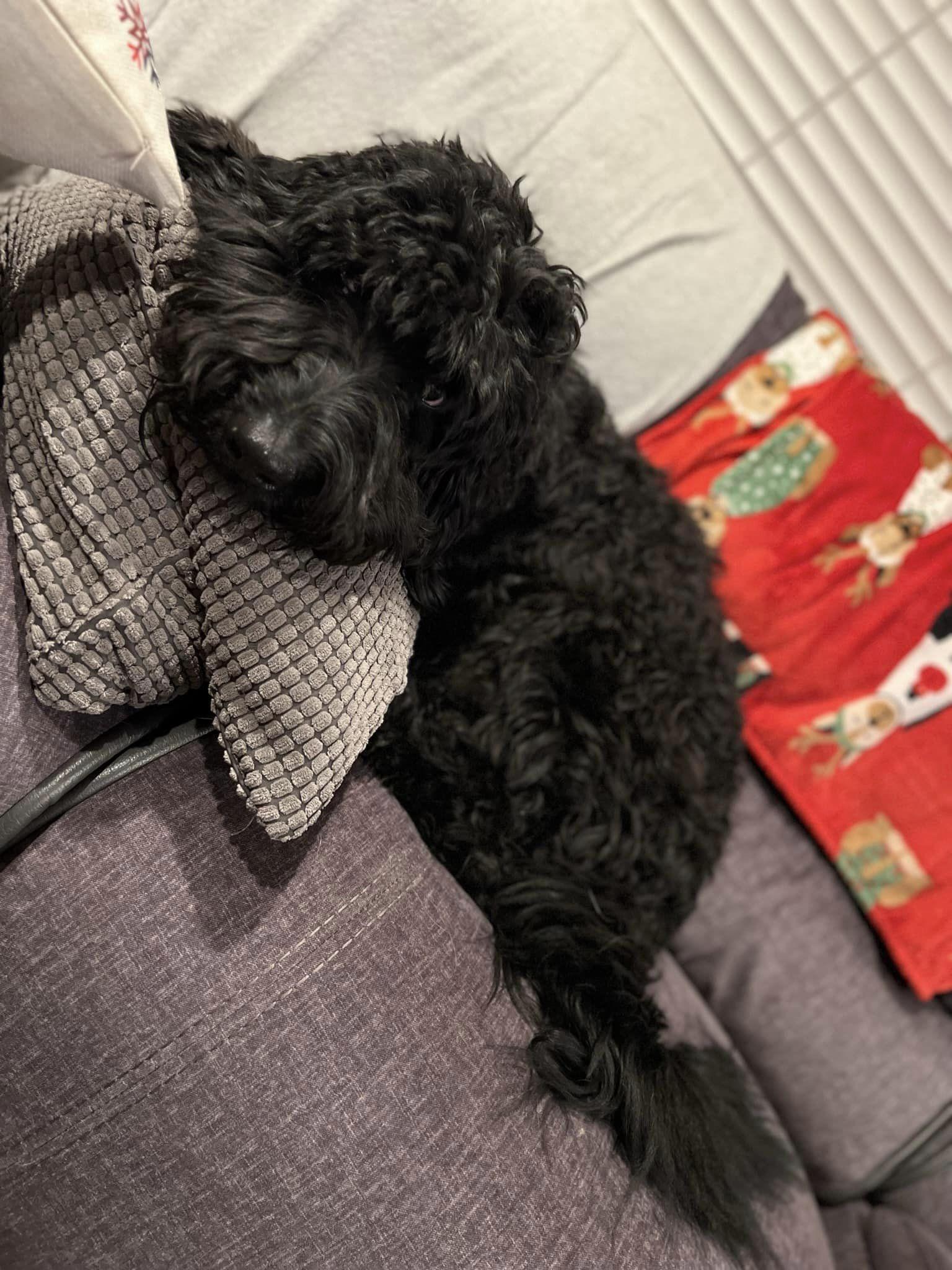 Too Cute Dudes in Michigan | Double Doodle puppies | Good Dog
