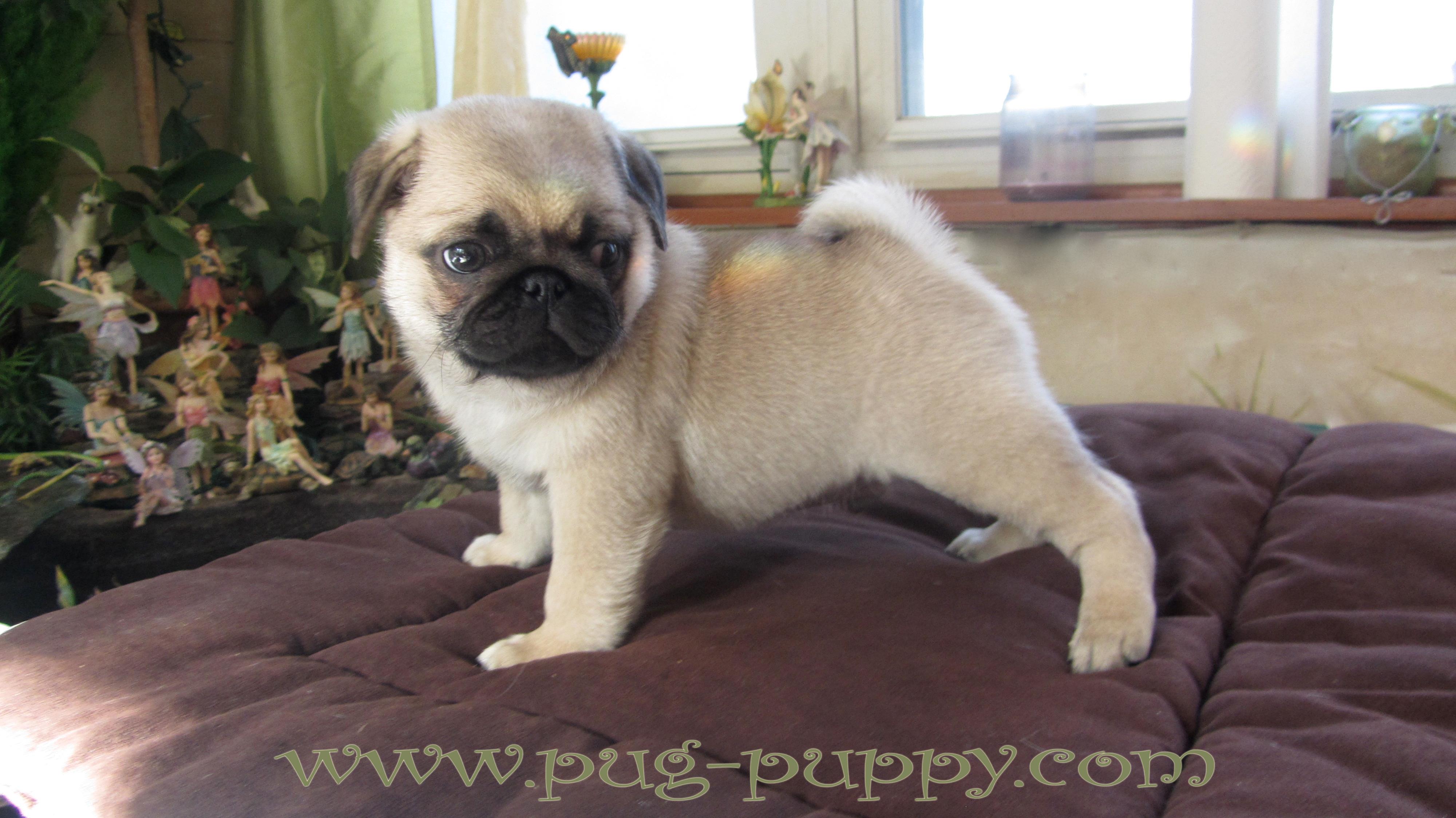 Pug Puppies of Boston in Massachusetts | Pug puppies | Good Dog