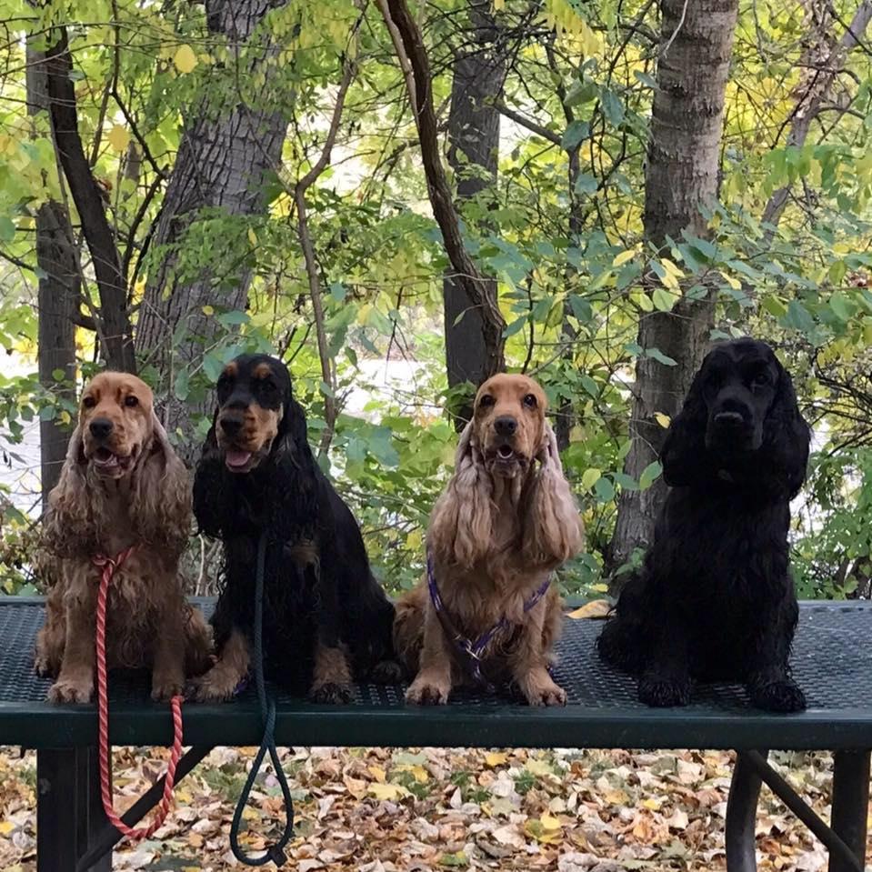 Calypso English Cockers in California | English Cocker Spaniel puppies ...
