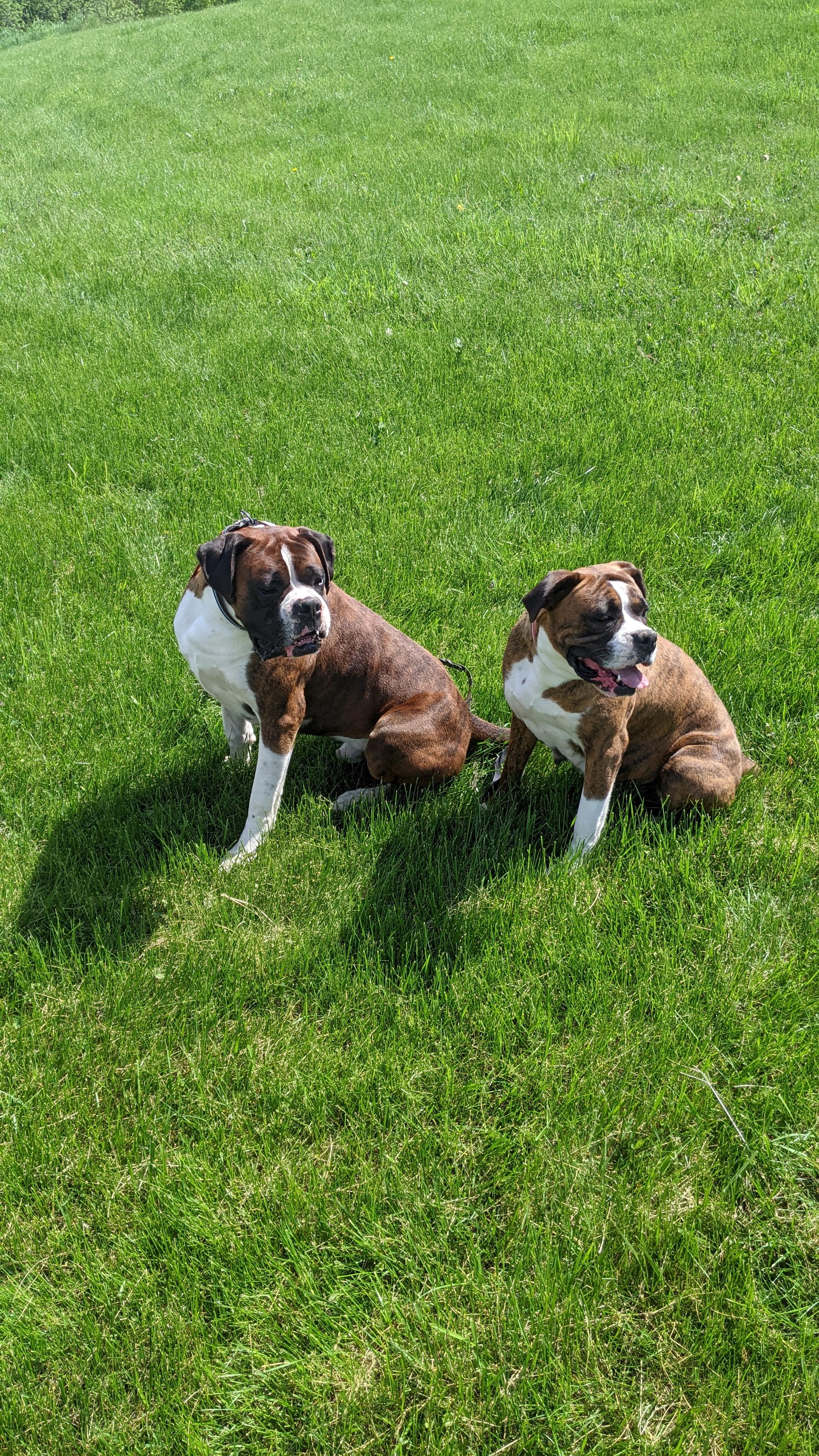Balltown Boxers in Iowa | Boxer puppies | Good Dog