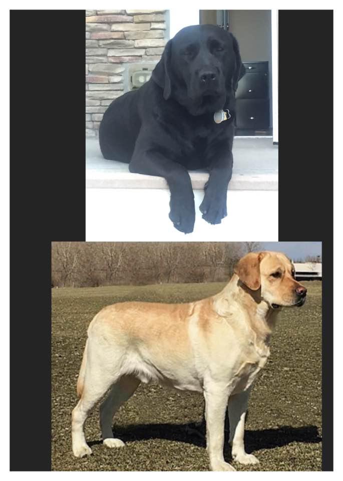 Girards Rocky Mt Labradors in Colorado | Labrador Retriever puppies ...