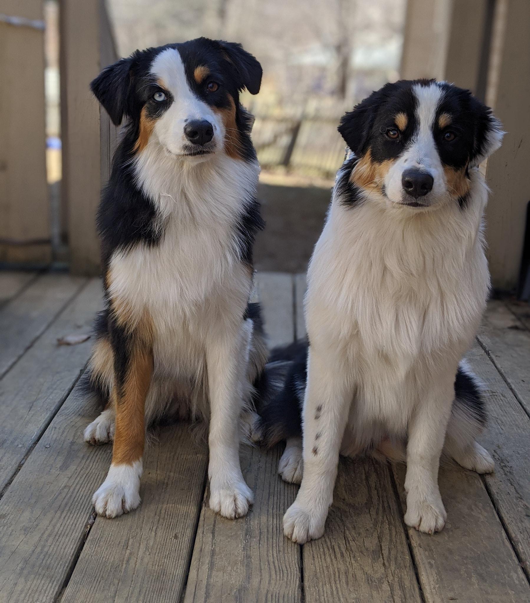 Telltale Australian Shepherds in Massachusetts | Australian Shepherd ...