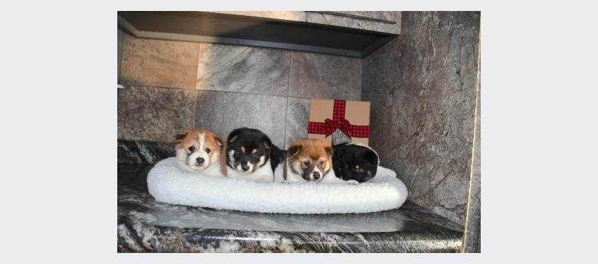 Highline Puppies in Illinois | Shiba Inu and Shih Tzu puppies | Good Dog
