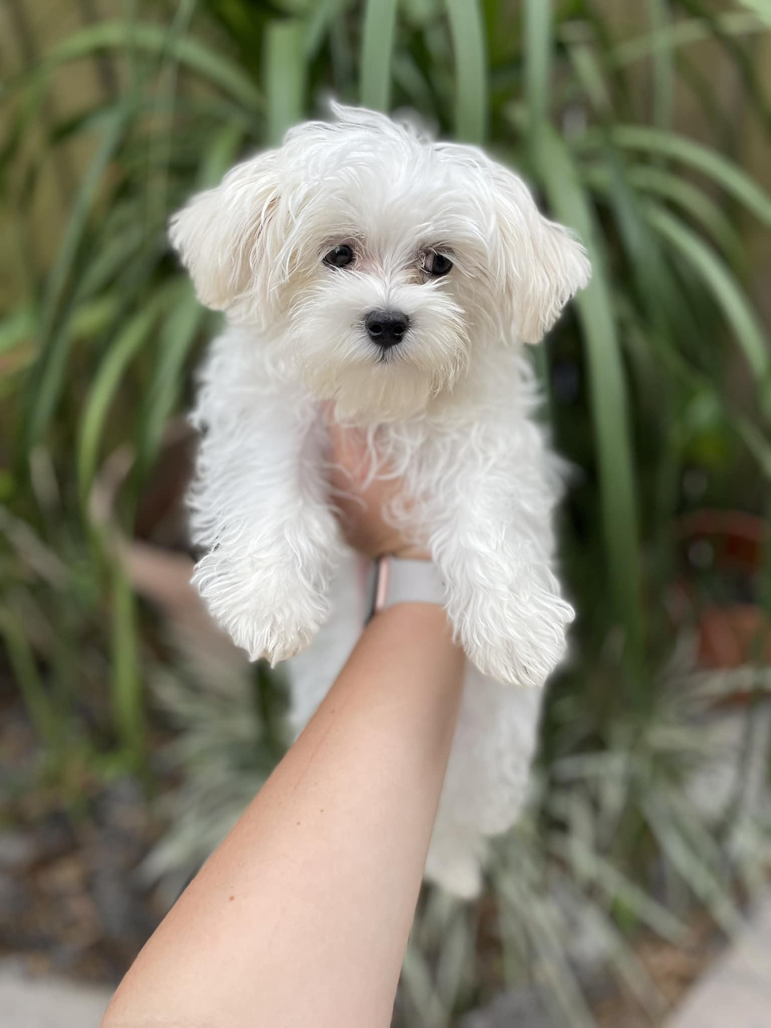 Alina's Maltese in Florida | Maltese puppies | Good Dog