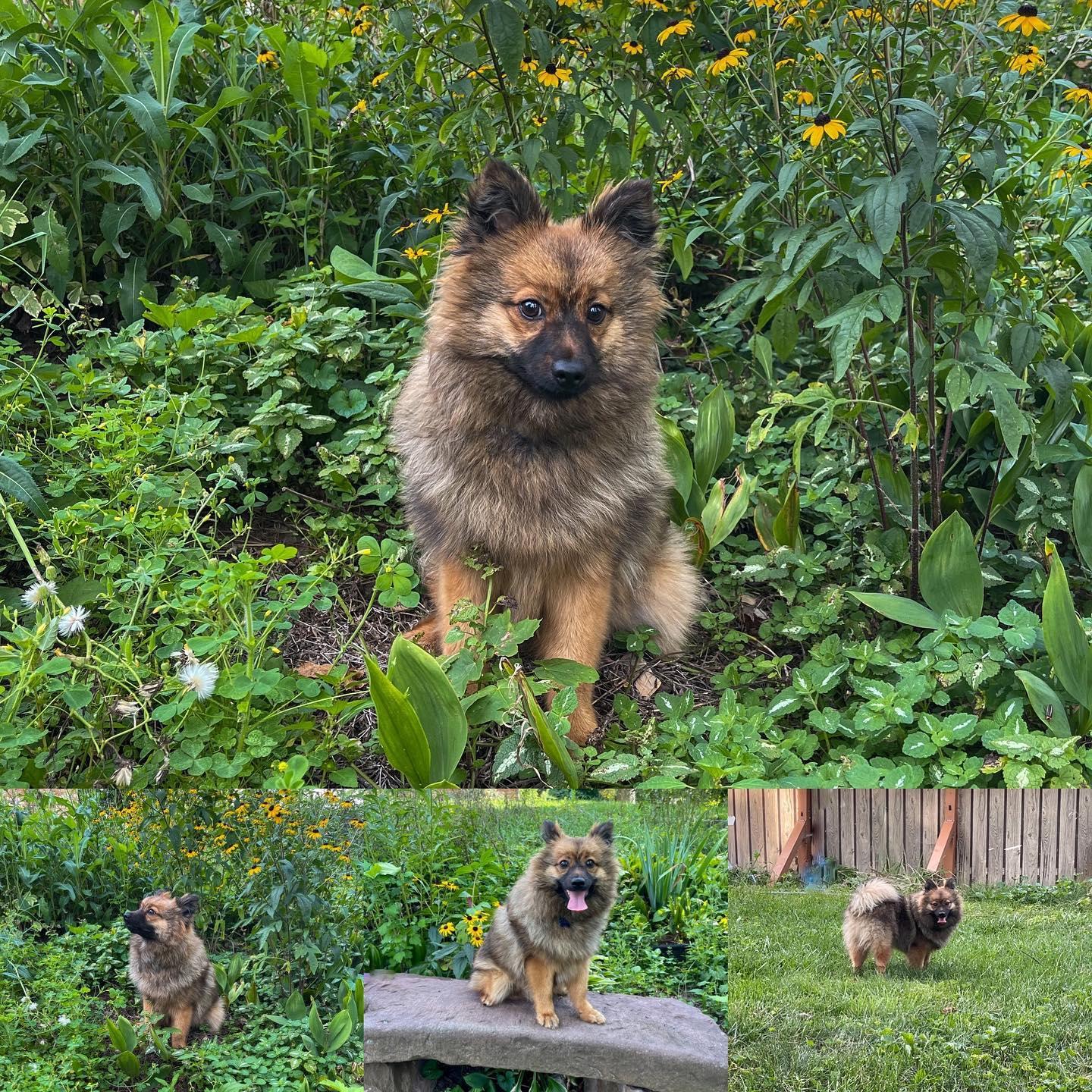Legacy Kennels Michigan in Michigan | German Spitz puppies | Good Dog