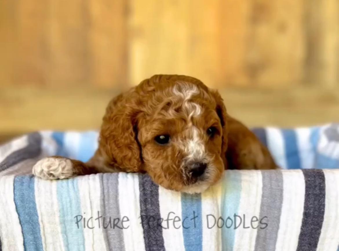 Picture Perfect Doodles in Utah | Cavapoo, Goldendoodle or Poodle ...