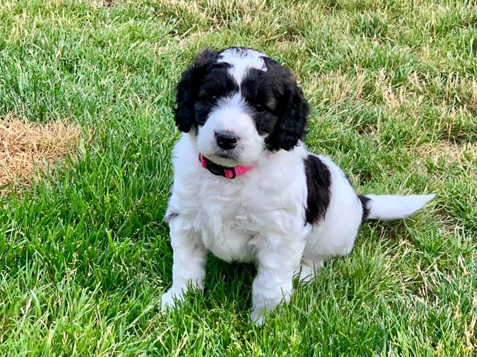Amazing Grace Doodles in Washington | Goldendoodle puppies | Good Dog
