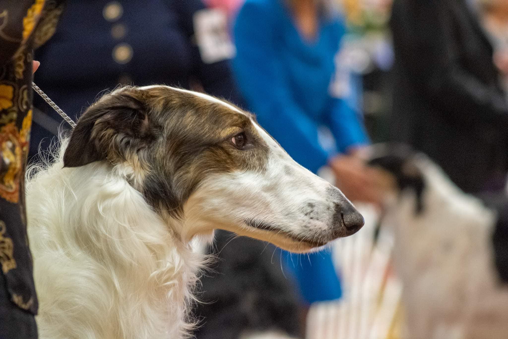 Envious Borzoi in Ohio | Borzoi puppies | Good Dog