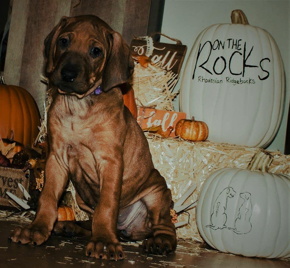 On The Rocks Rhodesian Ridgebacks in Michigan | Rhodesian Ridgeback ...