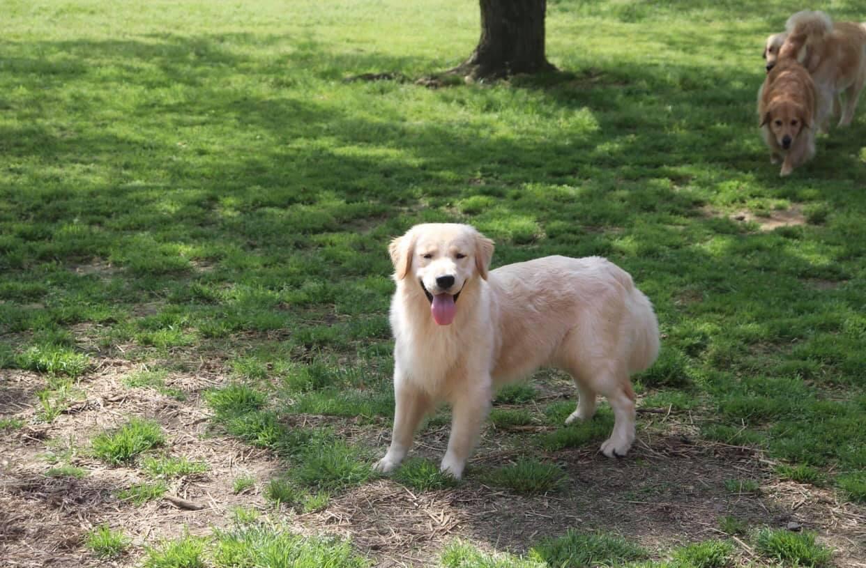 Rivertowne Retrievers in South Carolina | Golden Retriever puppies ...