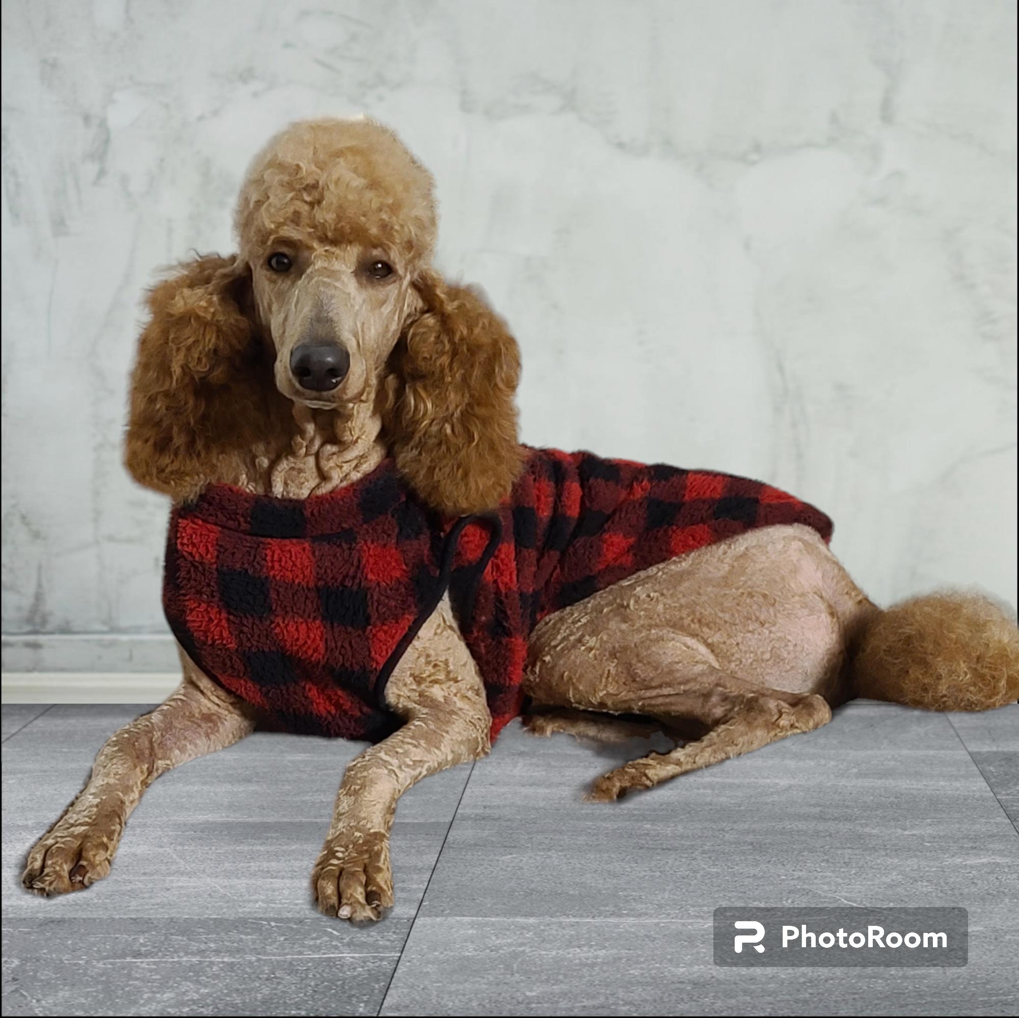 Silly's Standard Poodles in Colorado | Poodle puppies | Good Dog