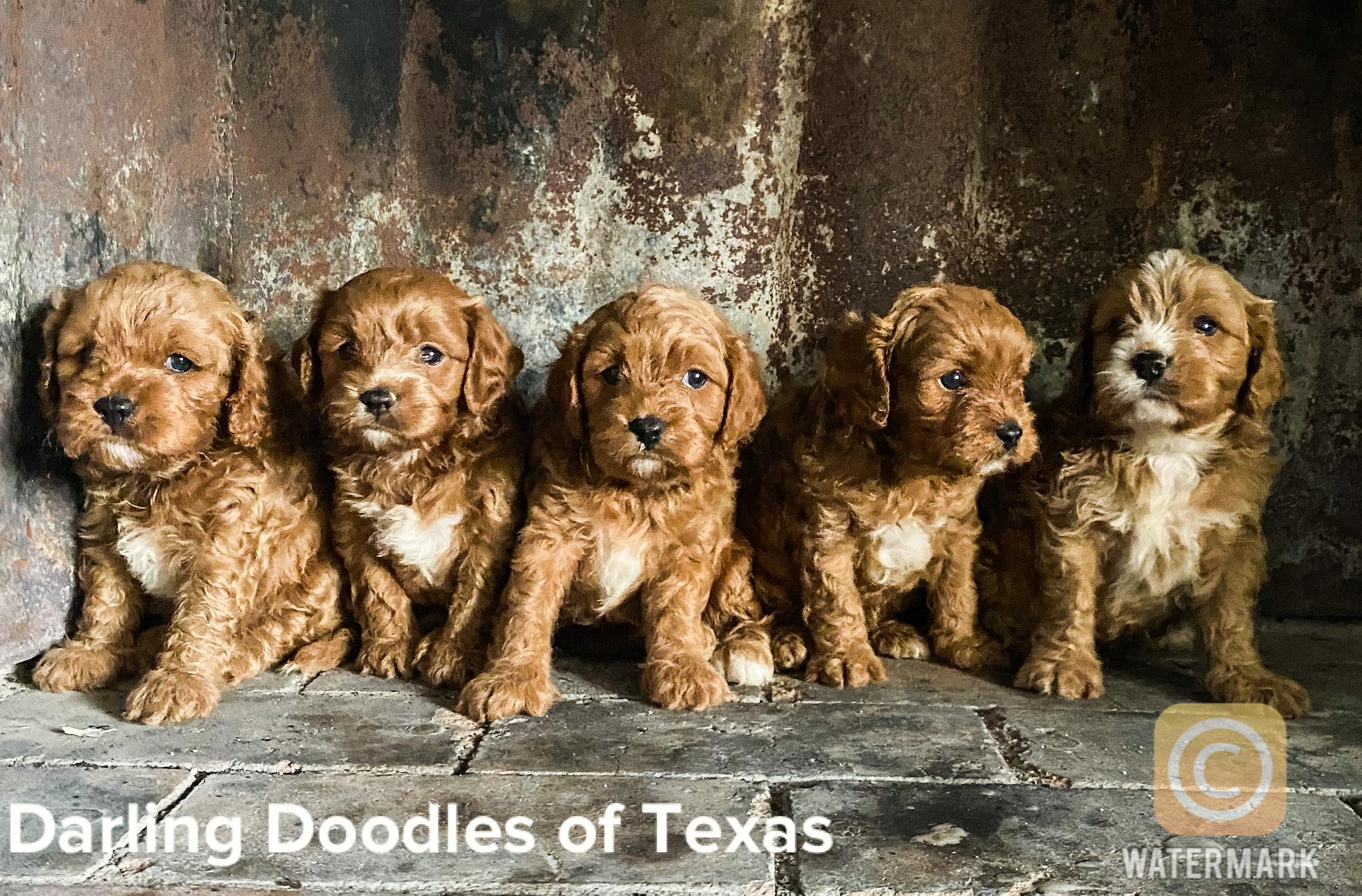 Darling Doodles of Texas in Texas | Cavapoo, Aussiedoodle or Whoodle ...