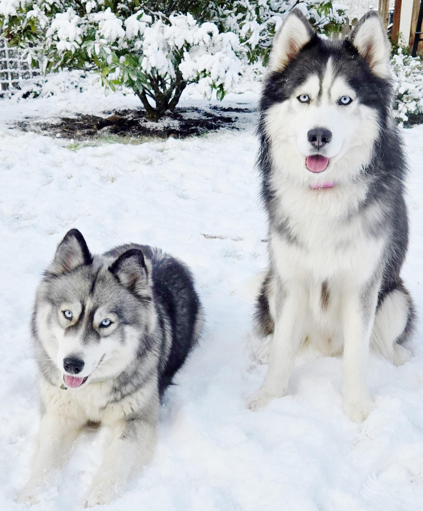 Black Diamond Siberian Huskies in Washington | Siberian Husky puppies ...