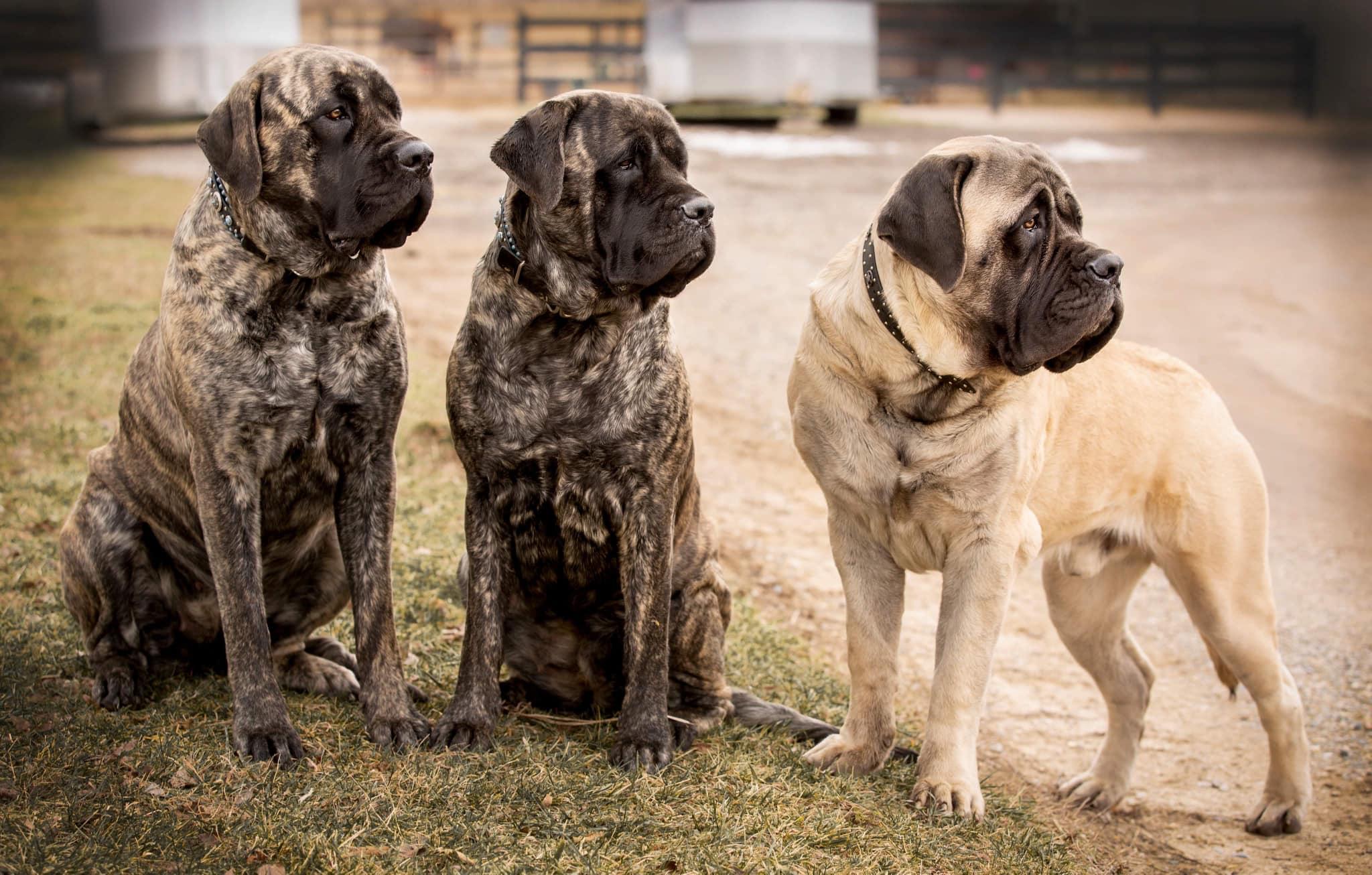 Delamar Mastiffs in Michigan | Mastiff puppies | Good Dog