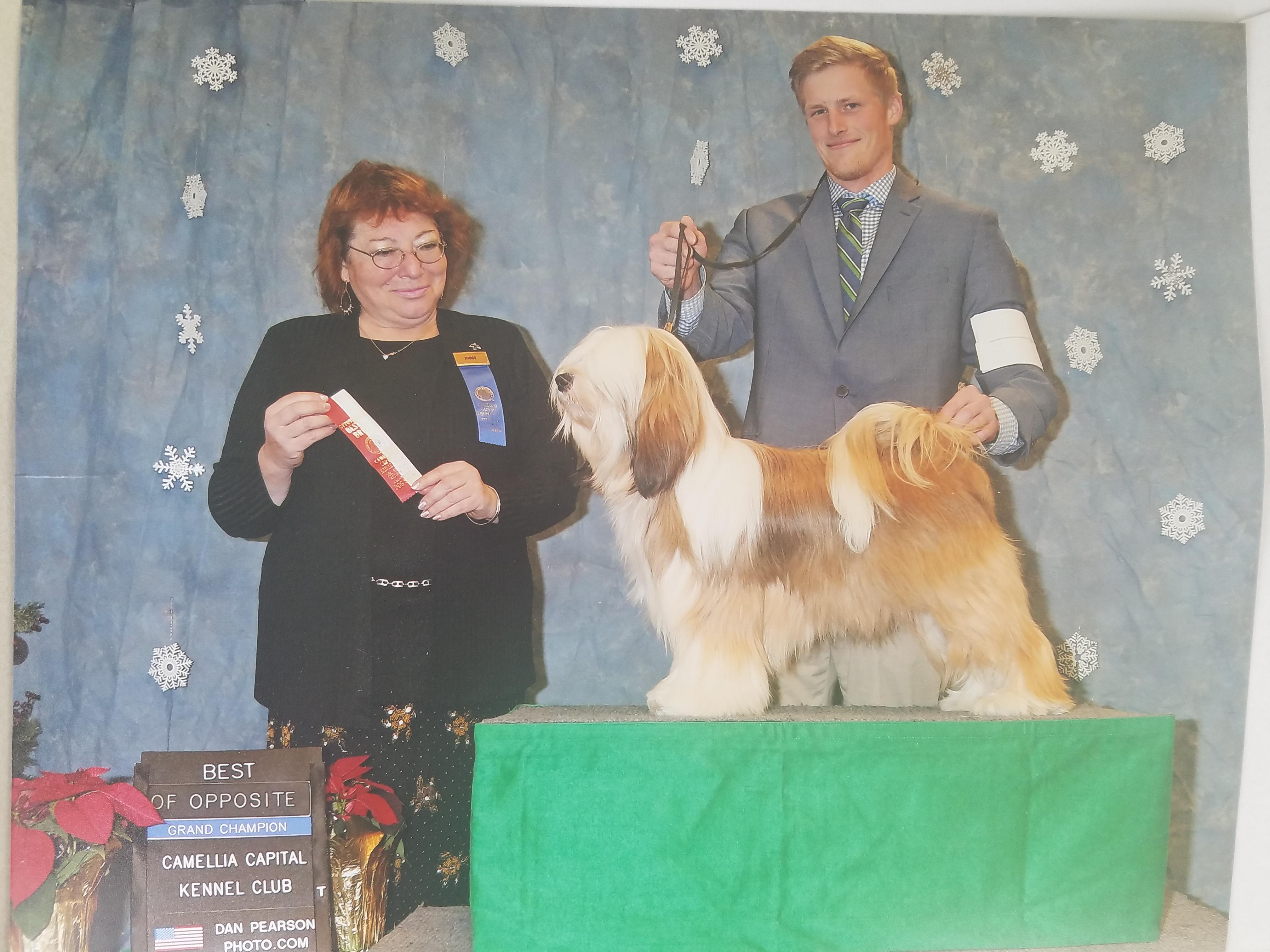Angel Tibetans Of Oregon in Oregon | Tibetan Terrier puppies | Good Dog