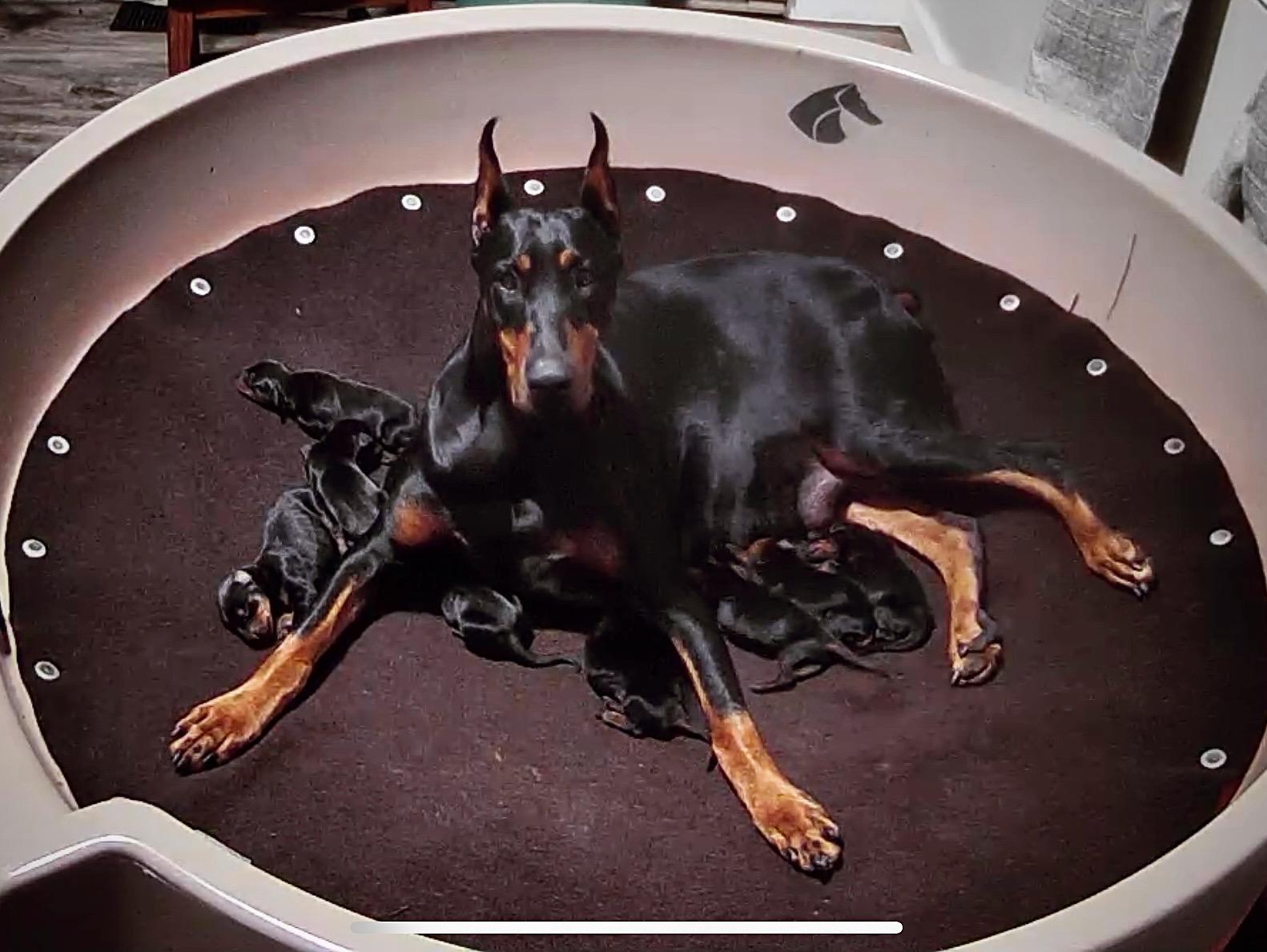 Pipe Creek Dobermans in Indiana | Doberman Pinscher puppies | Good Dog