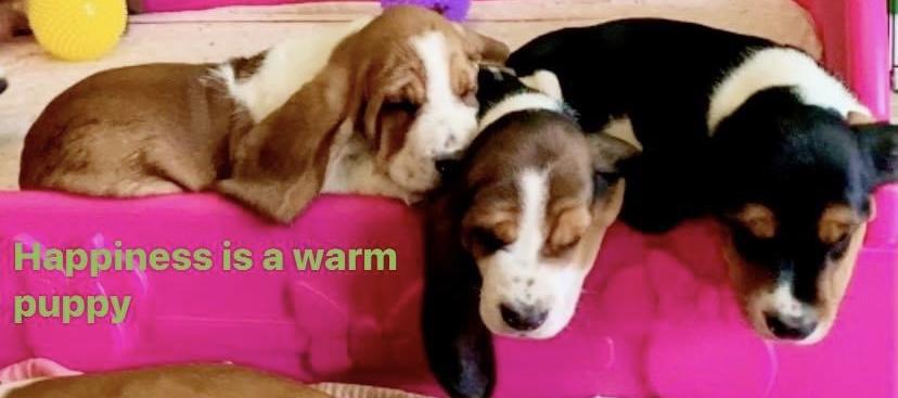 Heartsong Hounds in New York | Basset Hound puppies | Good Dog